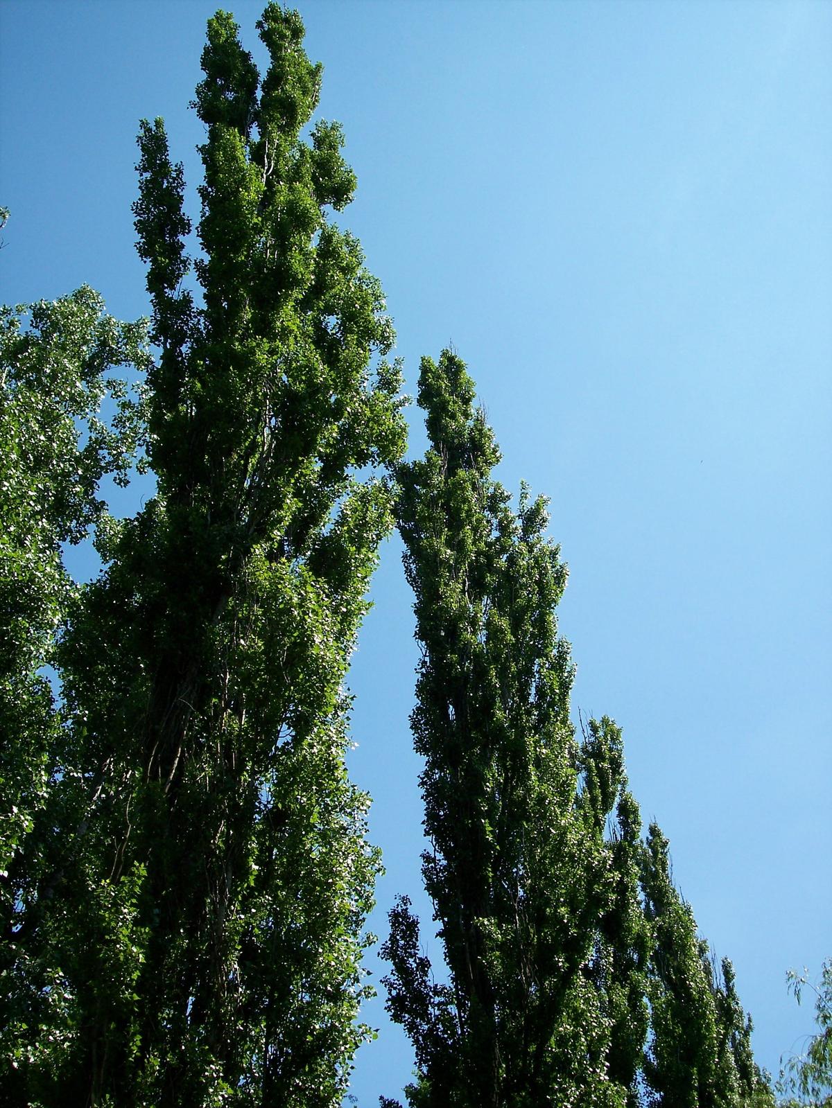 Wirtualny atlas roślin: Topola czarna / Populus nigra