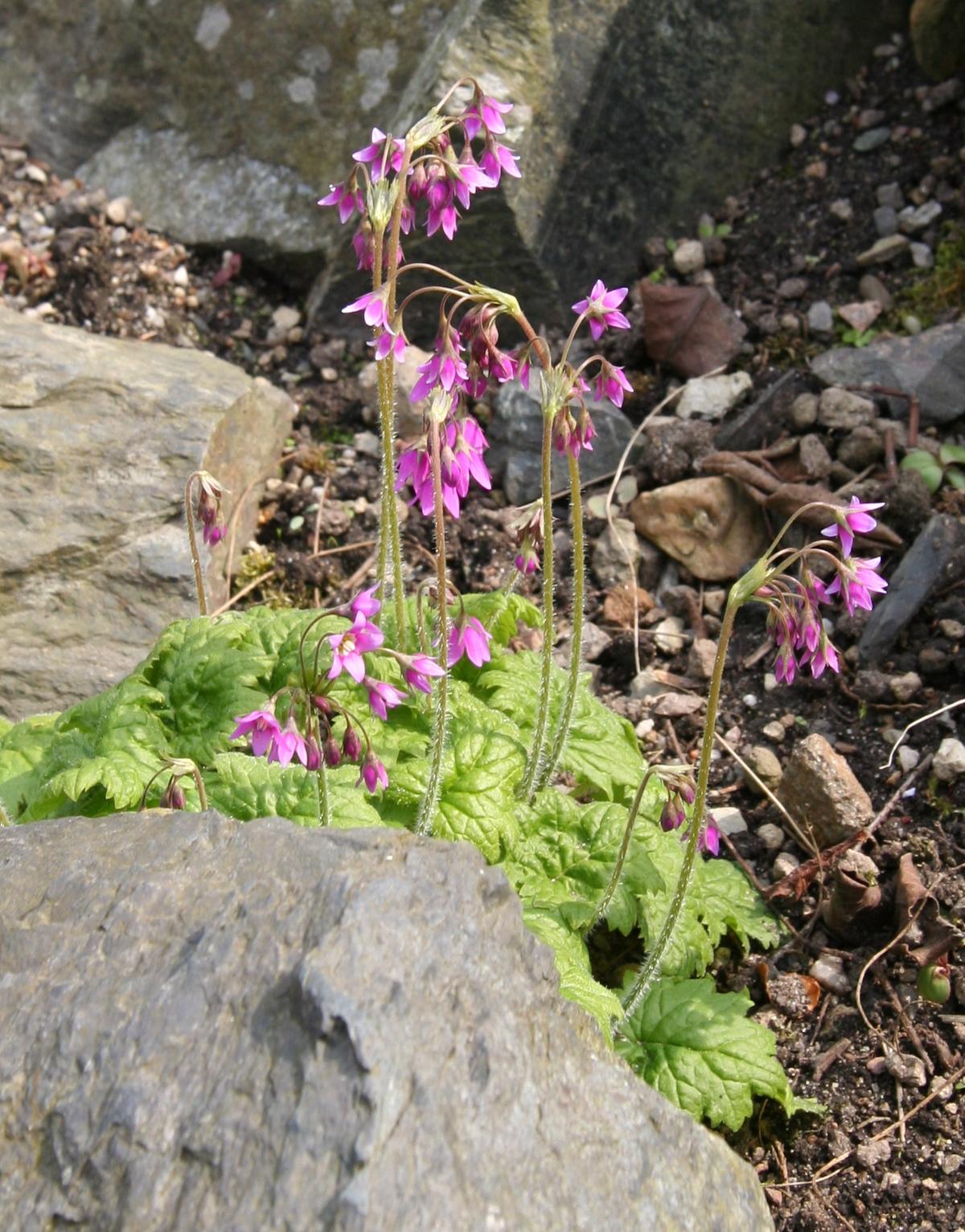 Wirtualny atlas roślin: Zarzyczka górska / Primula matthioli
