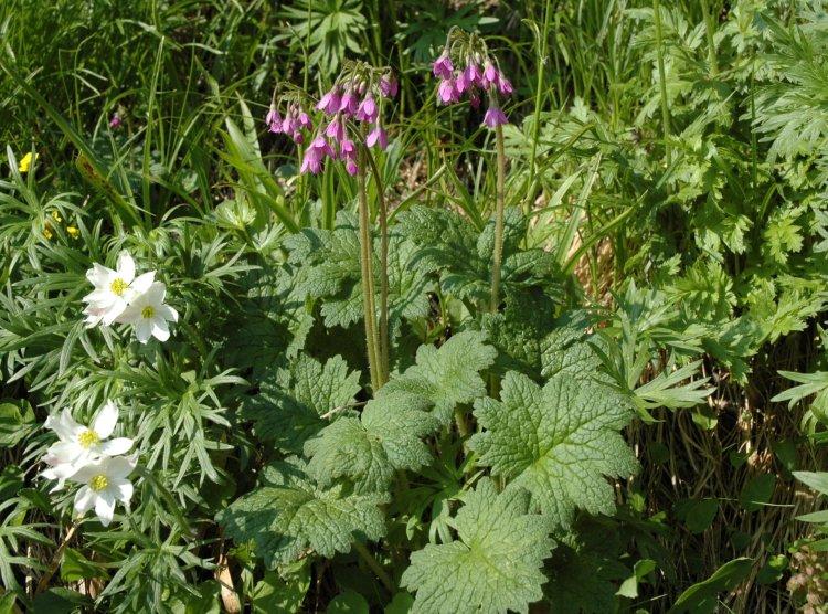 Wirtualny atlas roślin: Zarzyczka górska / Primula matthioli