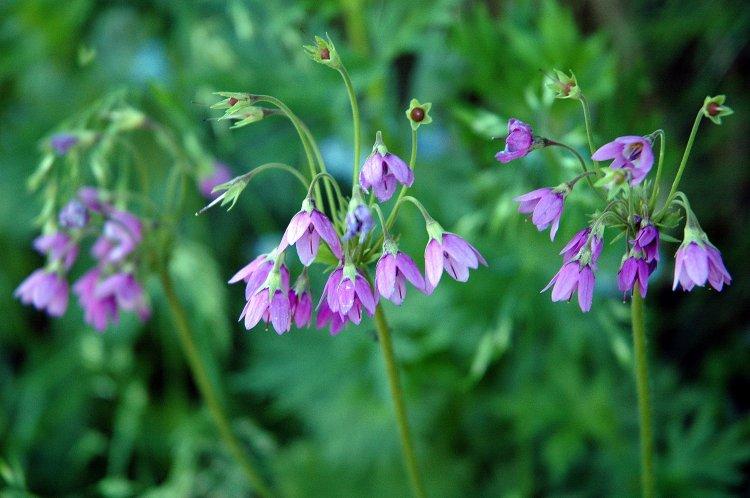 Wirtualny atlas roślin: Zarzyczka górska / Primula matthioli