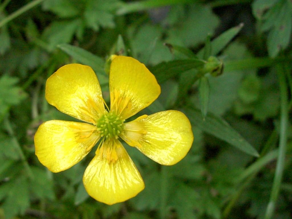 Wirtualny atlas roślin: Jaskier ostry / Ranunculus acris