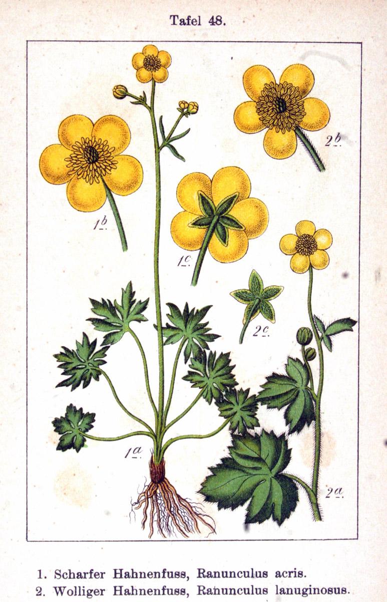 Wirtualny atlas roślin: Jaskier ostry / Ranunculus acris