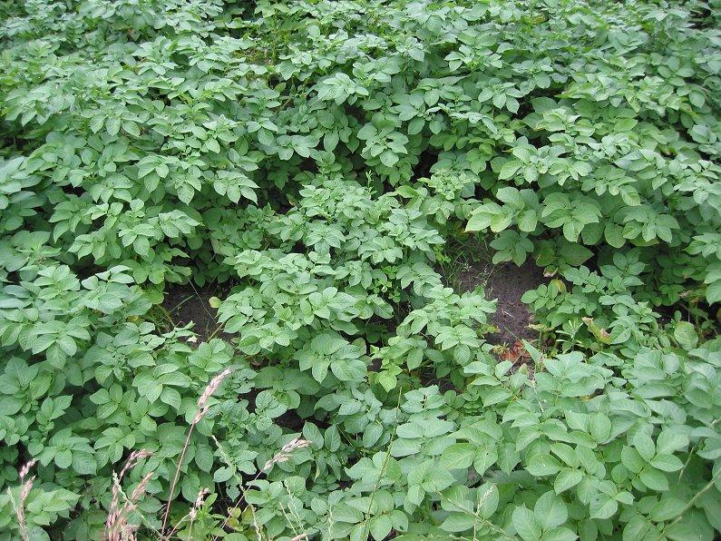 Wirtualny atlas roślin: Ziemniak / Solanum tuberosum