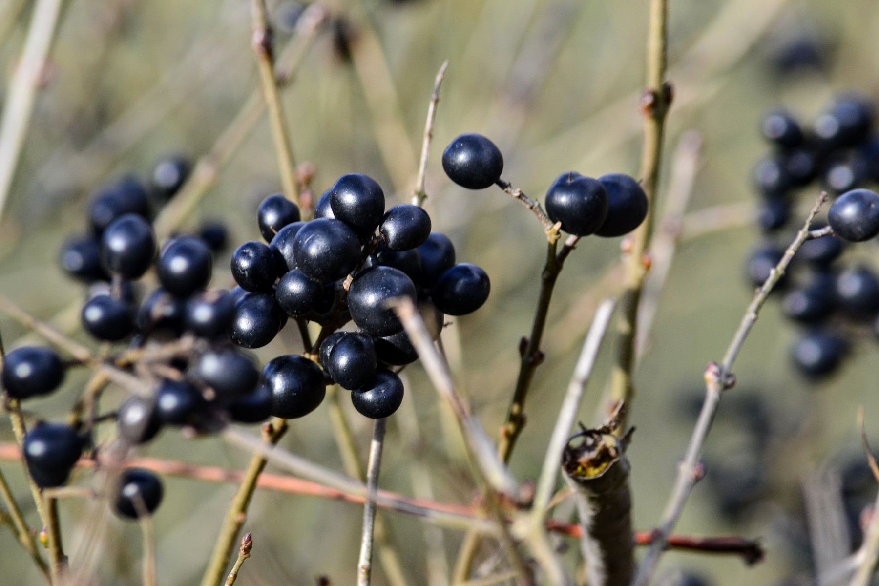 Wirtualny atlas roślin: Ligustr pospolity / Ligustrum vulgare