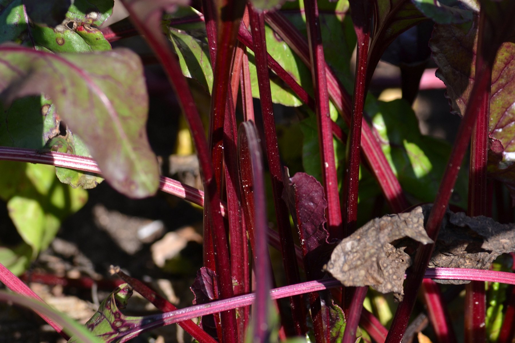 Wirtualny atlas roślin: Burak zwyczajny / Beta vulgaris