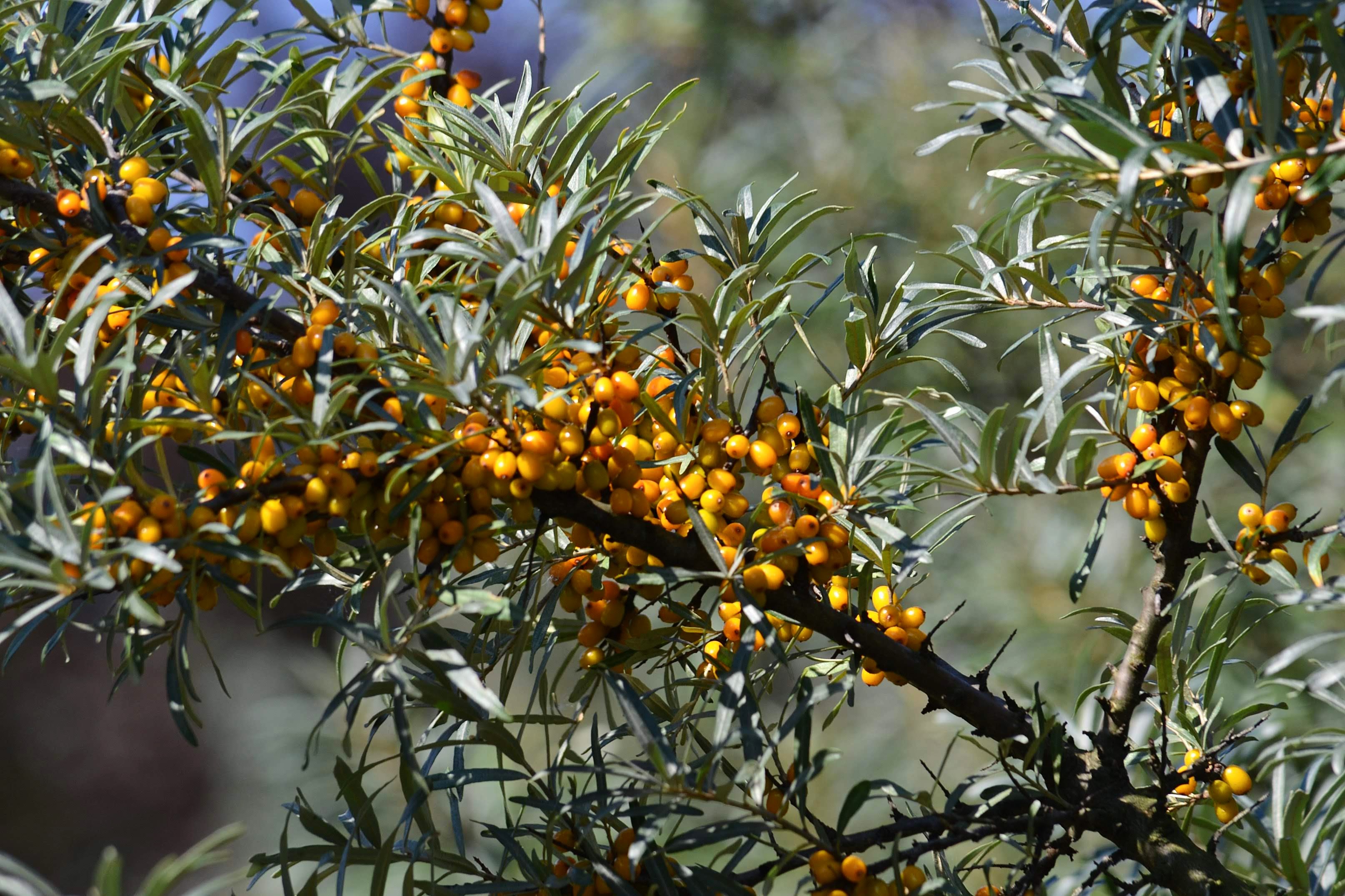 Wirtualny atlas roślin: Rokitnik zwyczajny / Elaeagnus rhamnoides