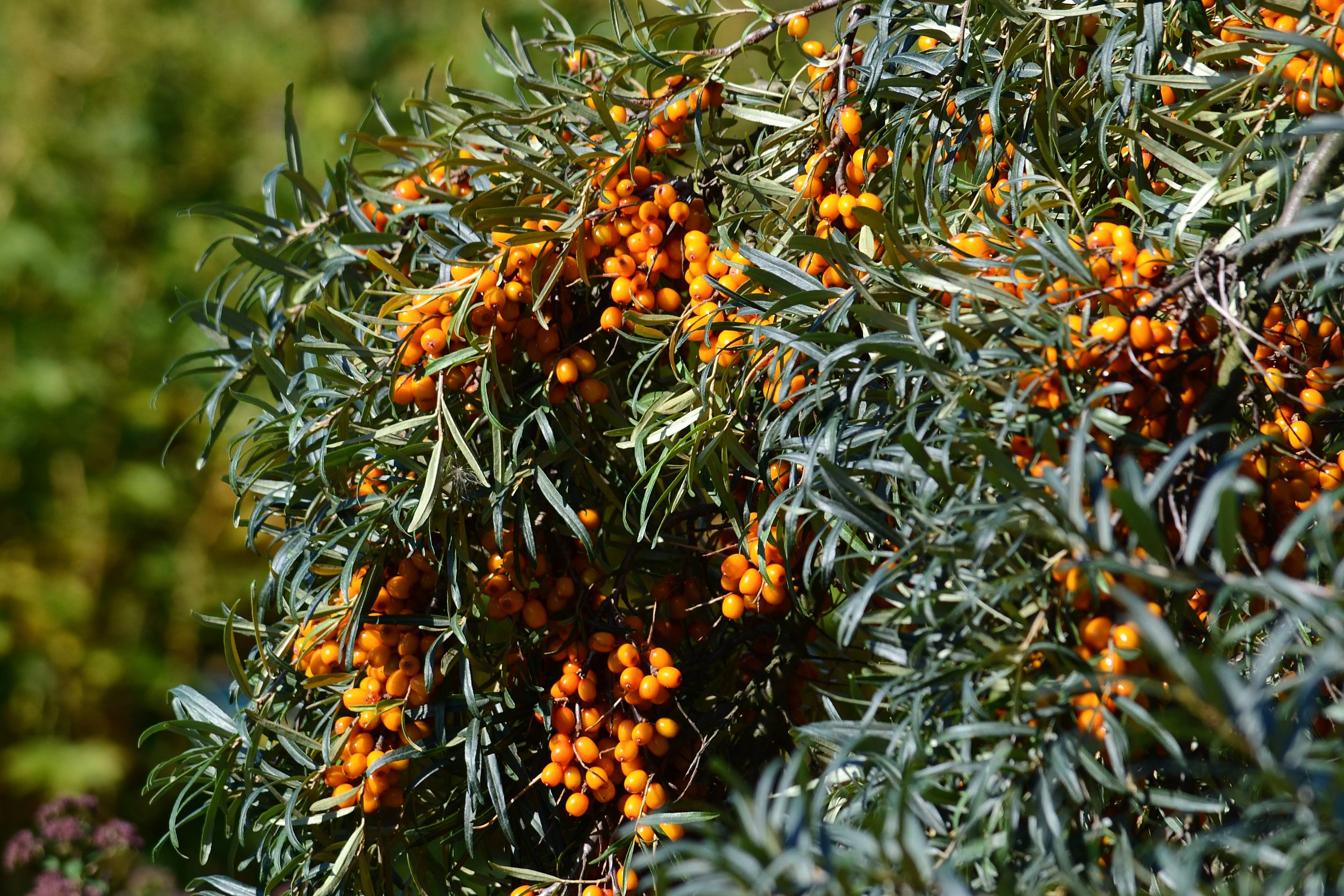 Wirtualny atlas roślin: Rokitnik zwyczajny / Elaeagnus rhamnoides
