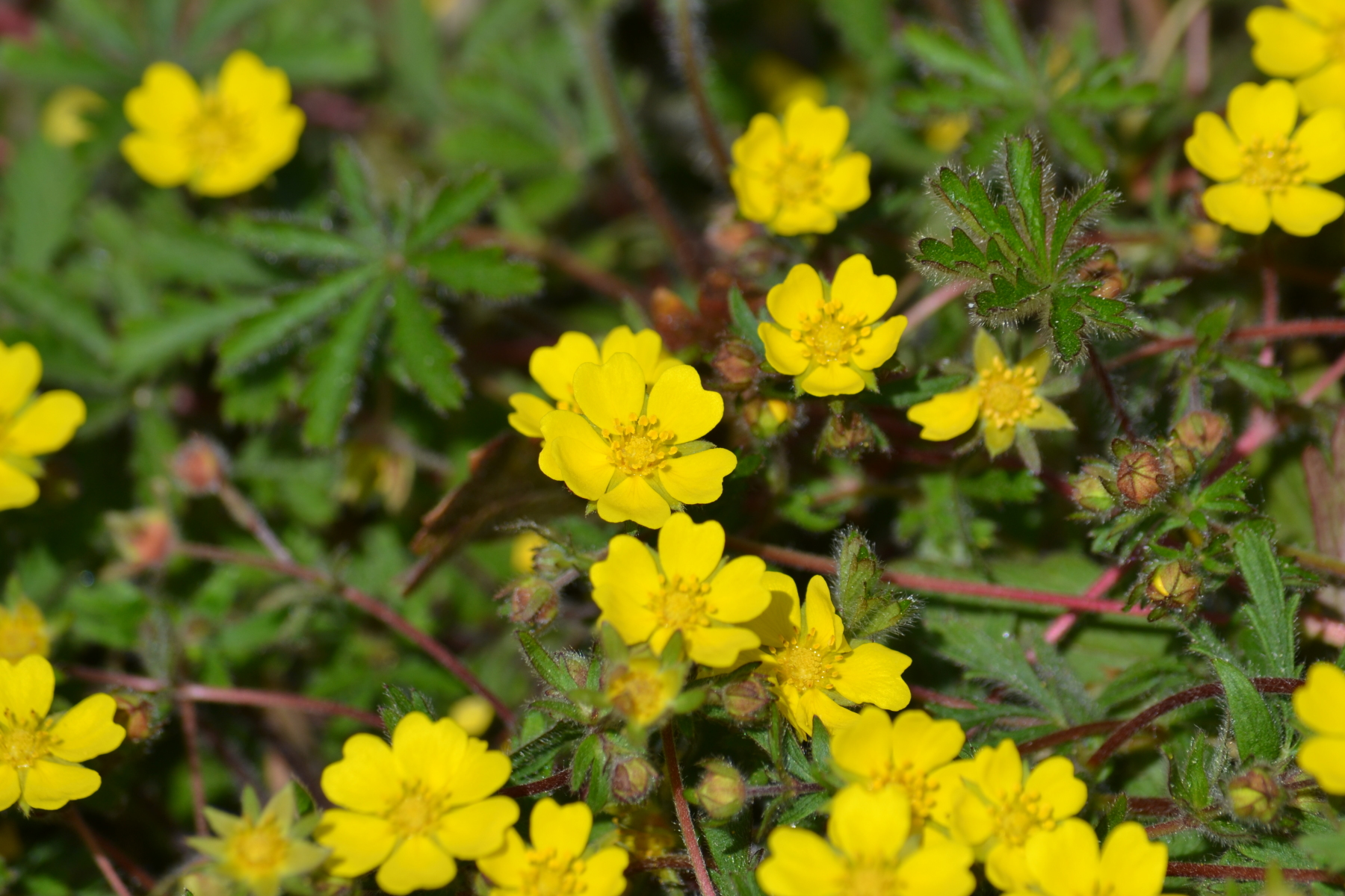 Wirtualny atlas roślin: Pięciornik siwy / Potentilla inclinata