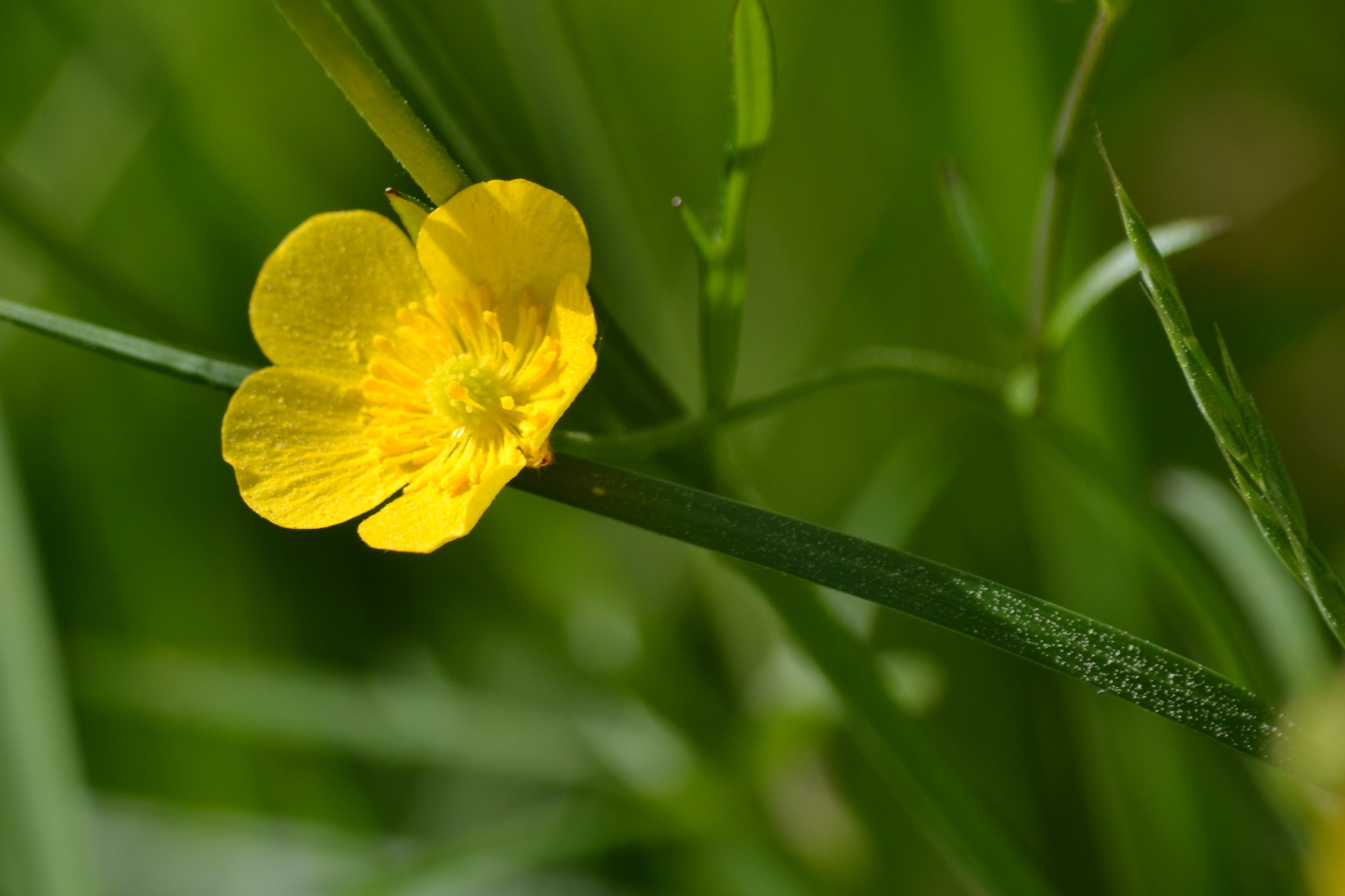 Wirtualny atlas roślin: Jaskier ostry / Ranunculus acris