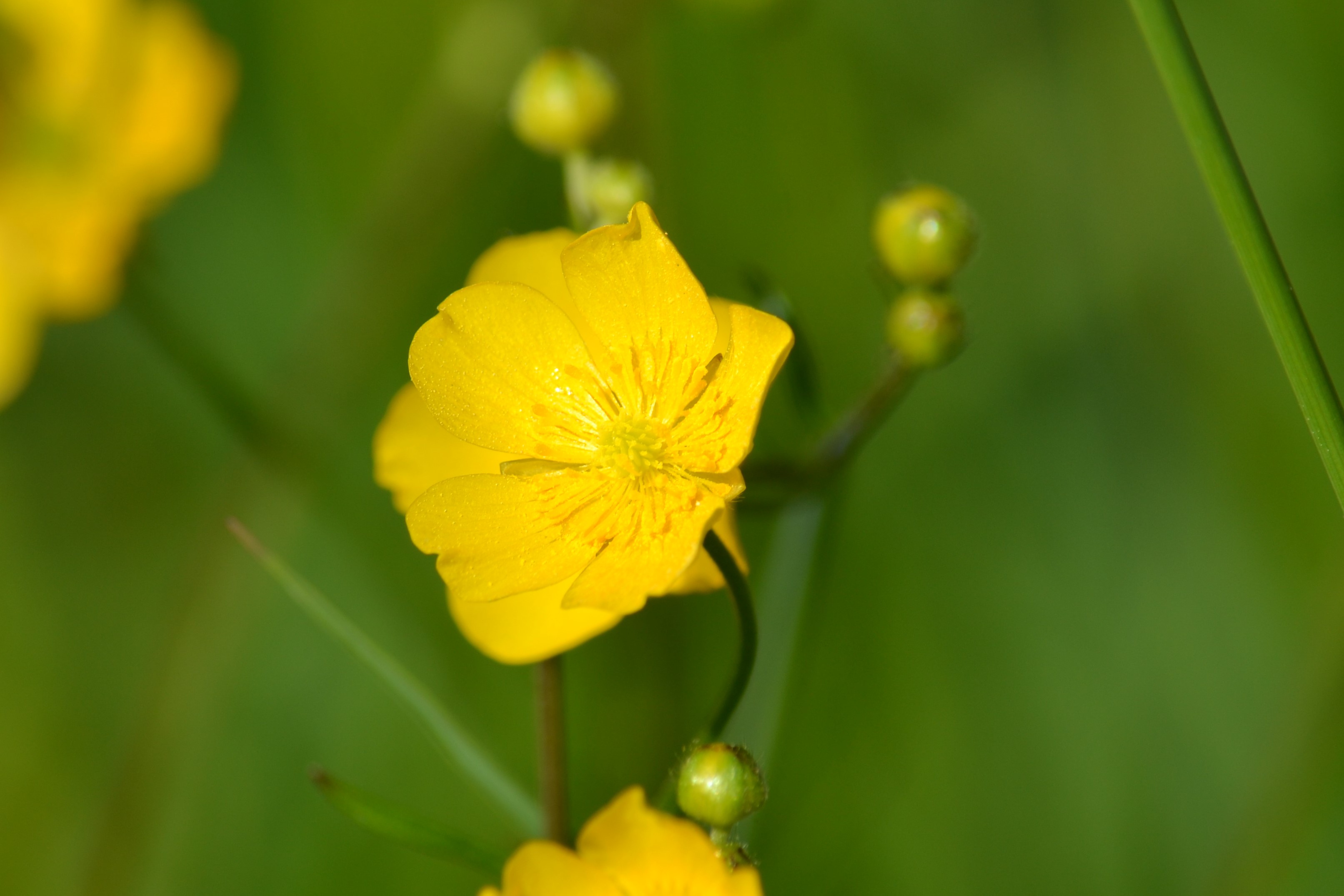 Wirtualny atlas roślin: Jaskier ostry / Ranunculus acris