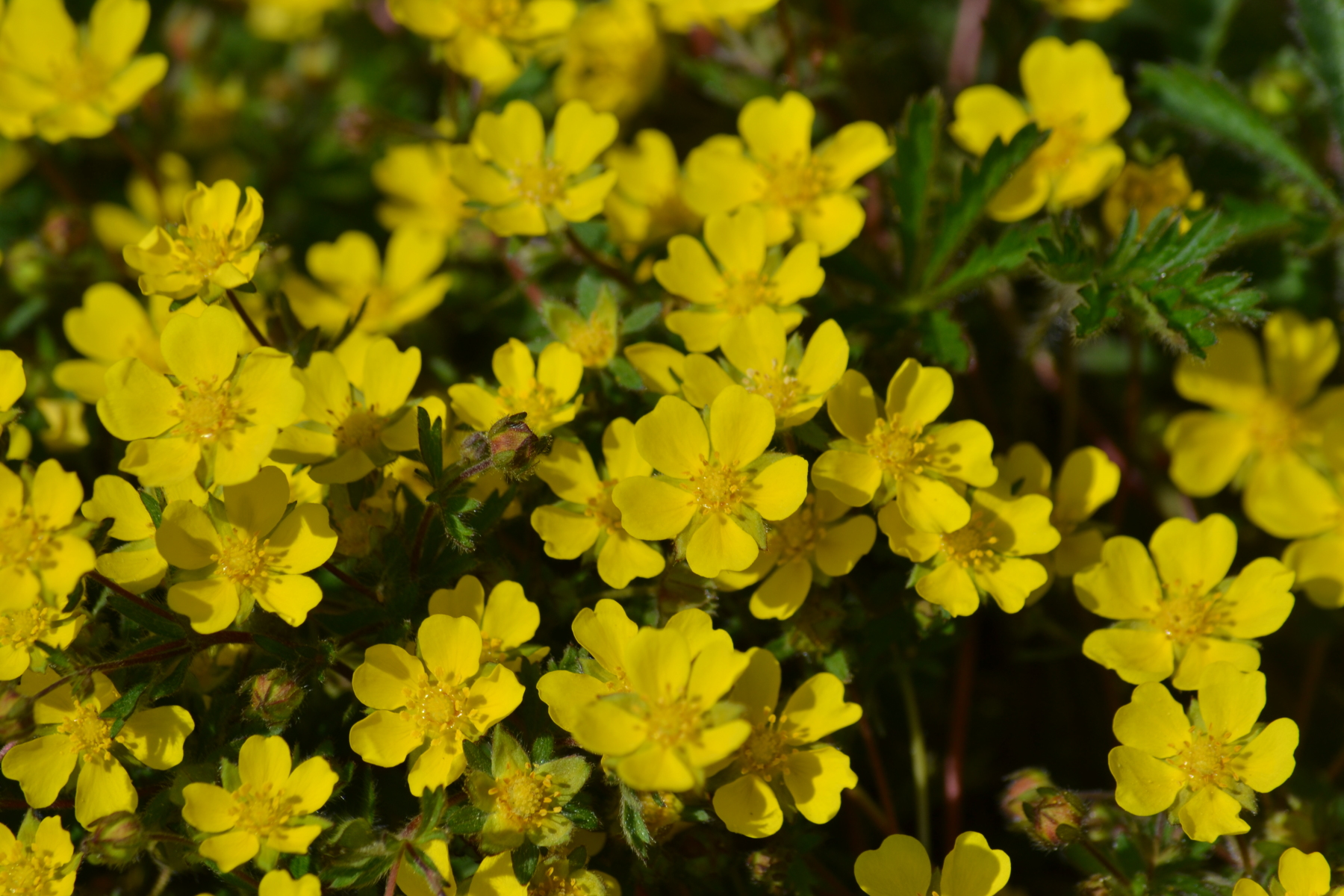 Wirtualny atlas roślin: Pięciornik siwy / Potentilla inclinata