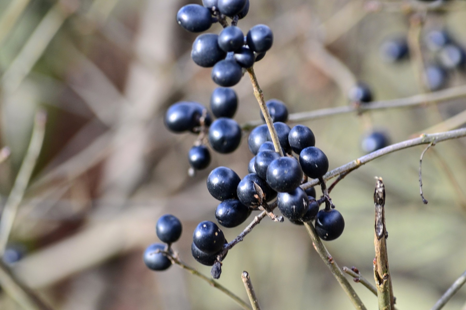 Wirtualny atlas roślin: Ligustr pospolity / Ligustrum vulgare
