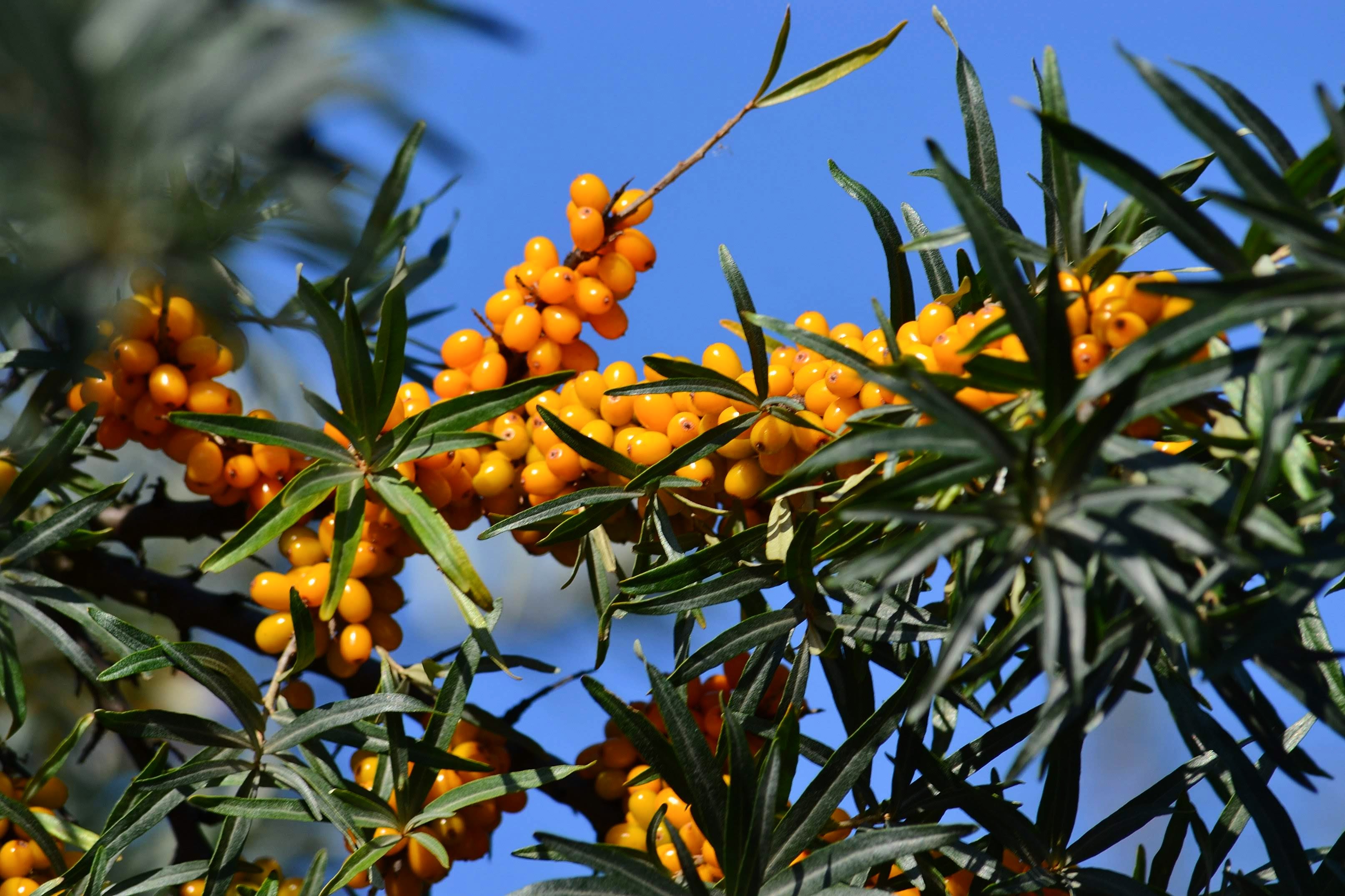 Wirtualny atlas roślin: Rokitnik zwyczajny / Elaeagnus rhamnoides