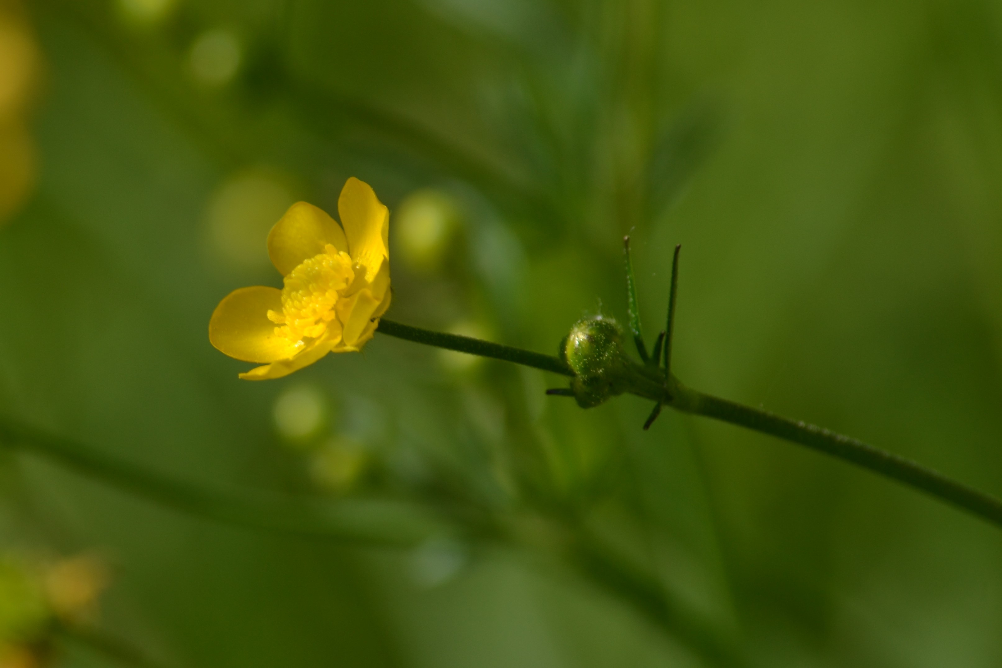 Wirtualny atlas roślin: Jaskier ostry / Ranunculus acris