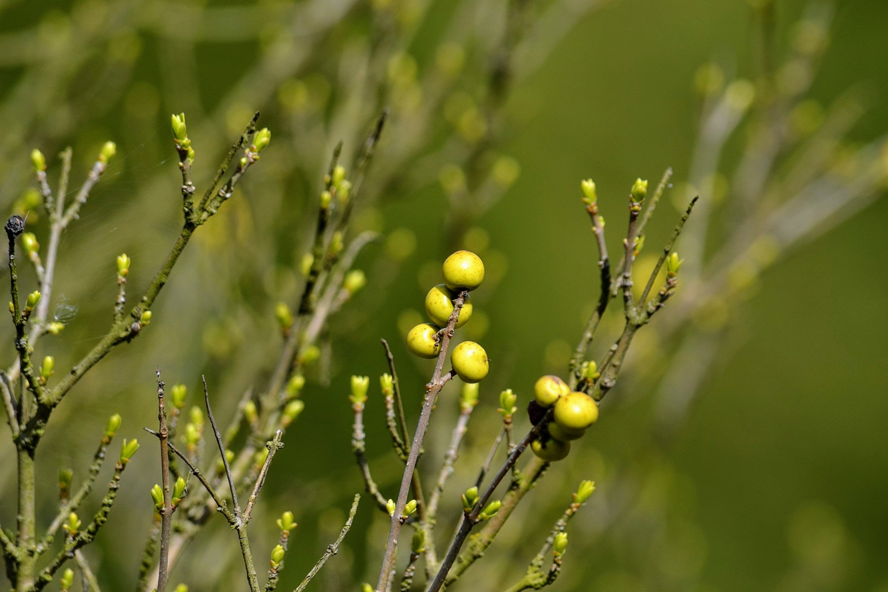 Wirtualny atlas roślin: Ligustr pospolity / Ligustrum vulgare