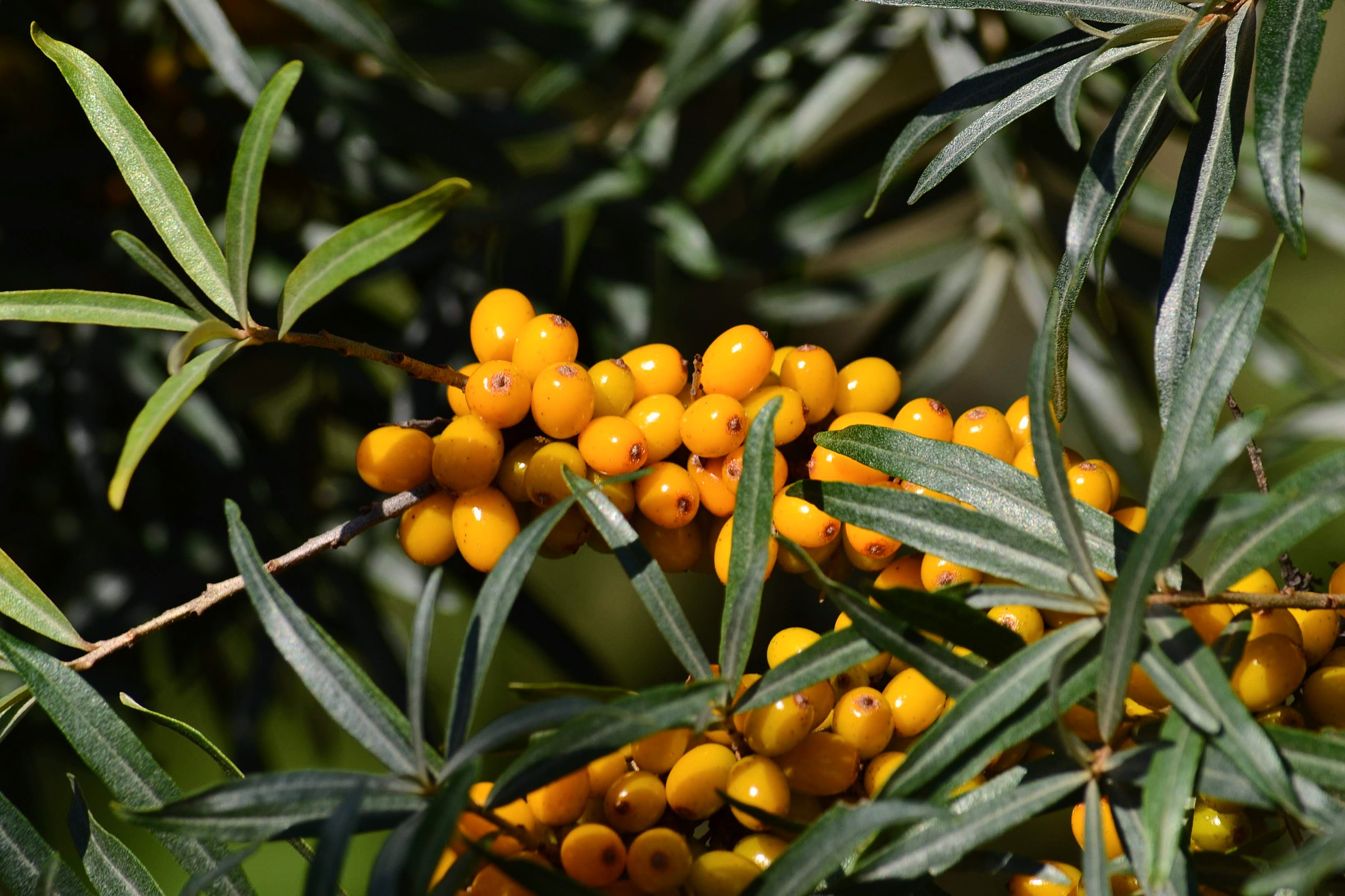 Wirtualny atlas roślin: Rokitnik zwyczajny / Elaeagnus rhamnoides