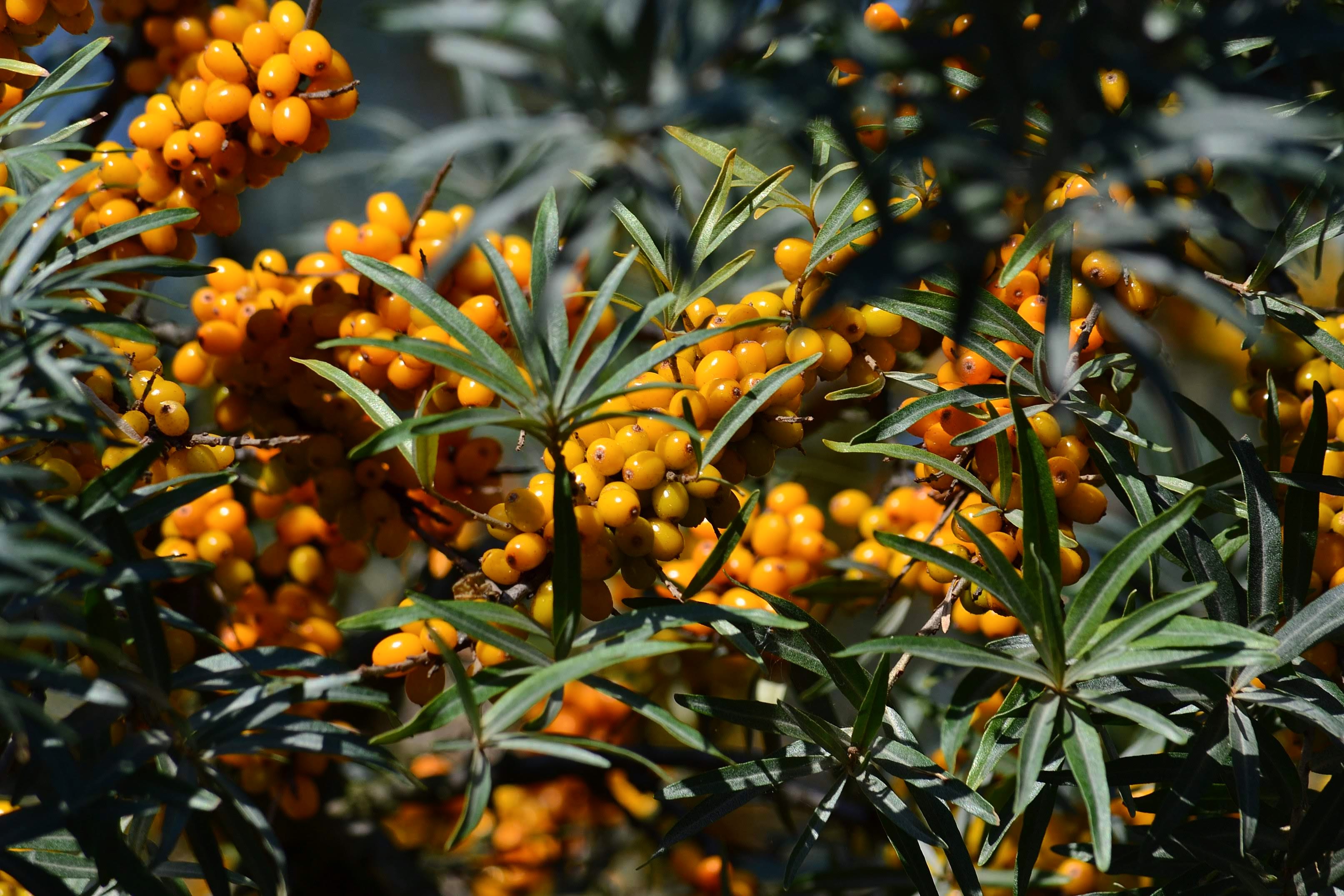 Wirtualny atlas roślin: Rokitnik zwyczajny / Elaeagnus rhamnoides