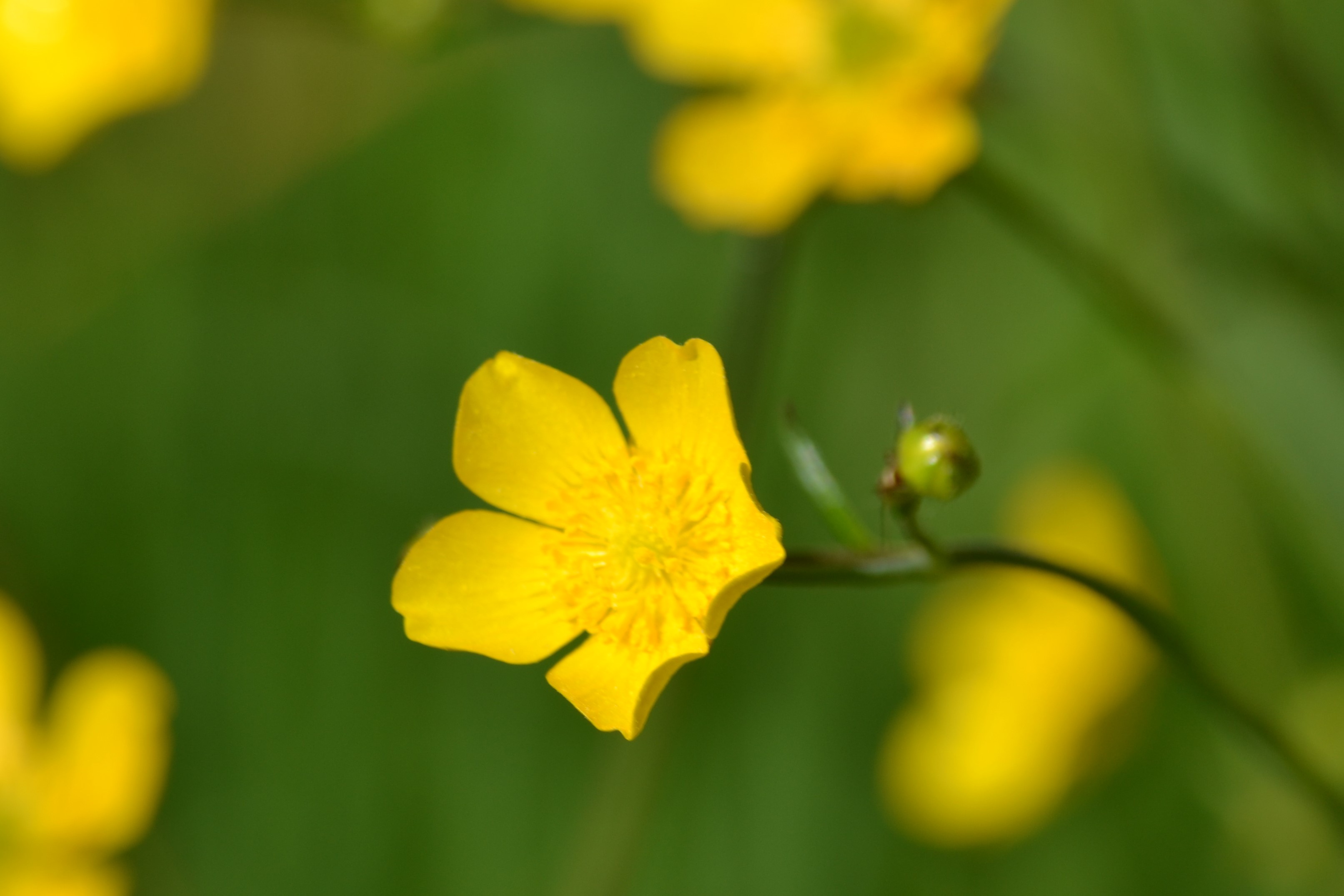 Wirtualny atlas roślin: Jaskier ostry / Ranunculus acris