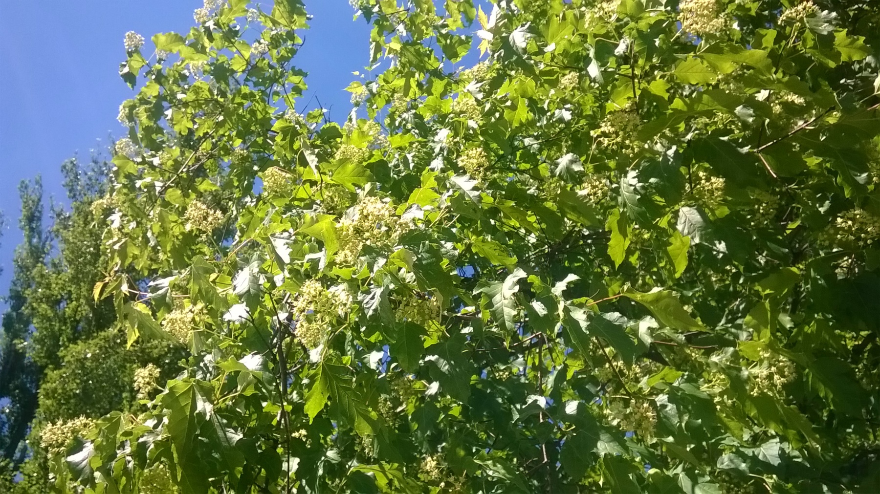 Wirtualny atlas roślin: Jarząb brekinia / Sorbus torminalis