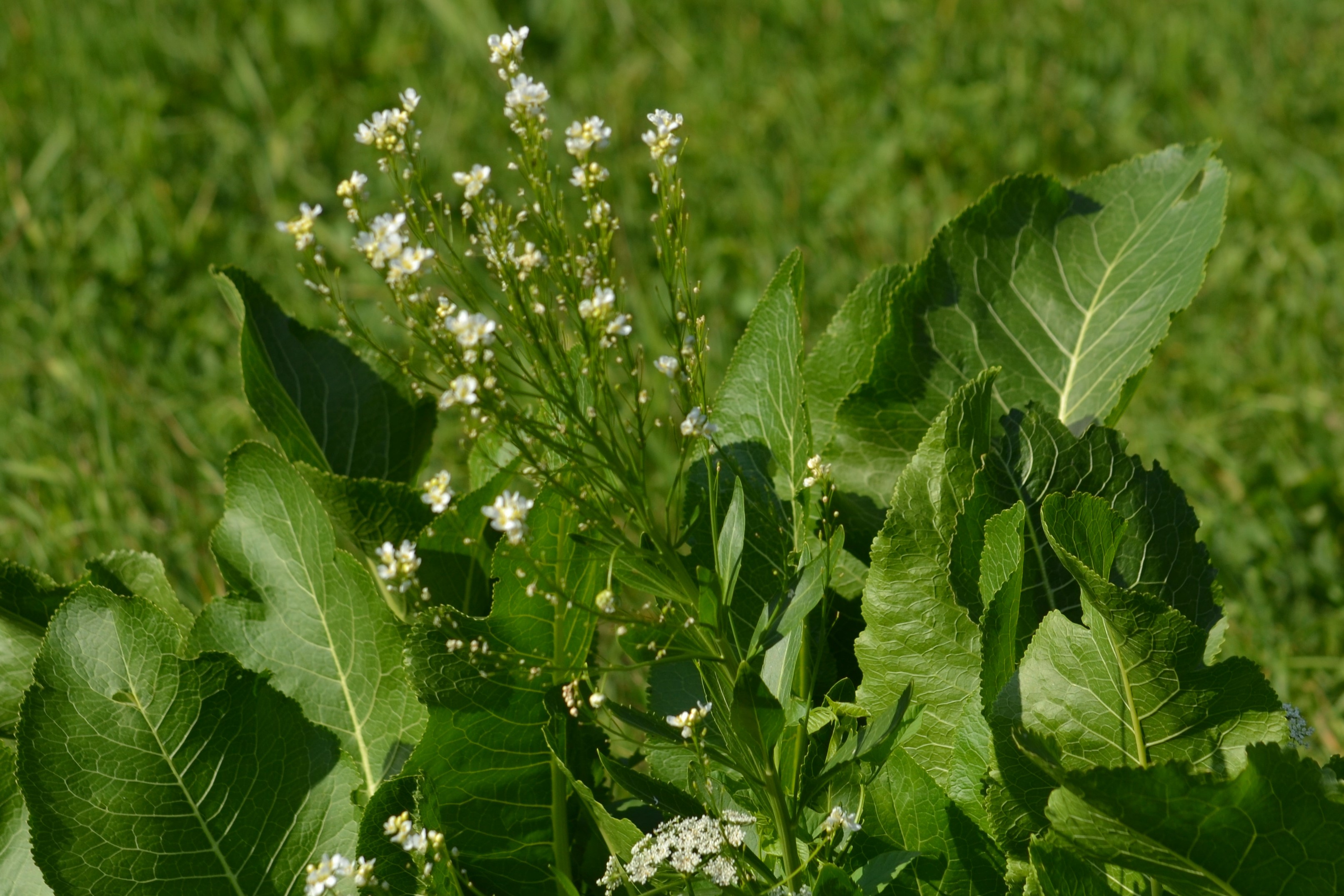 Wirtualny atlas roślin: Chrzan pospolity / Armoracia rusticana