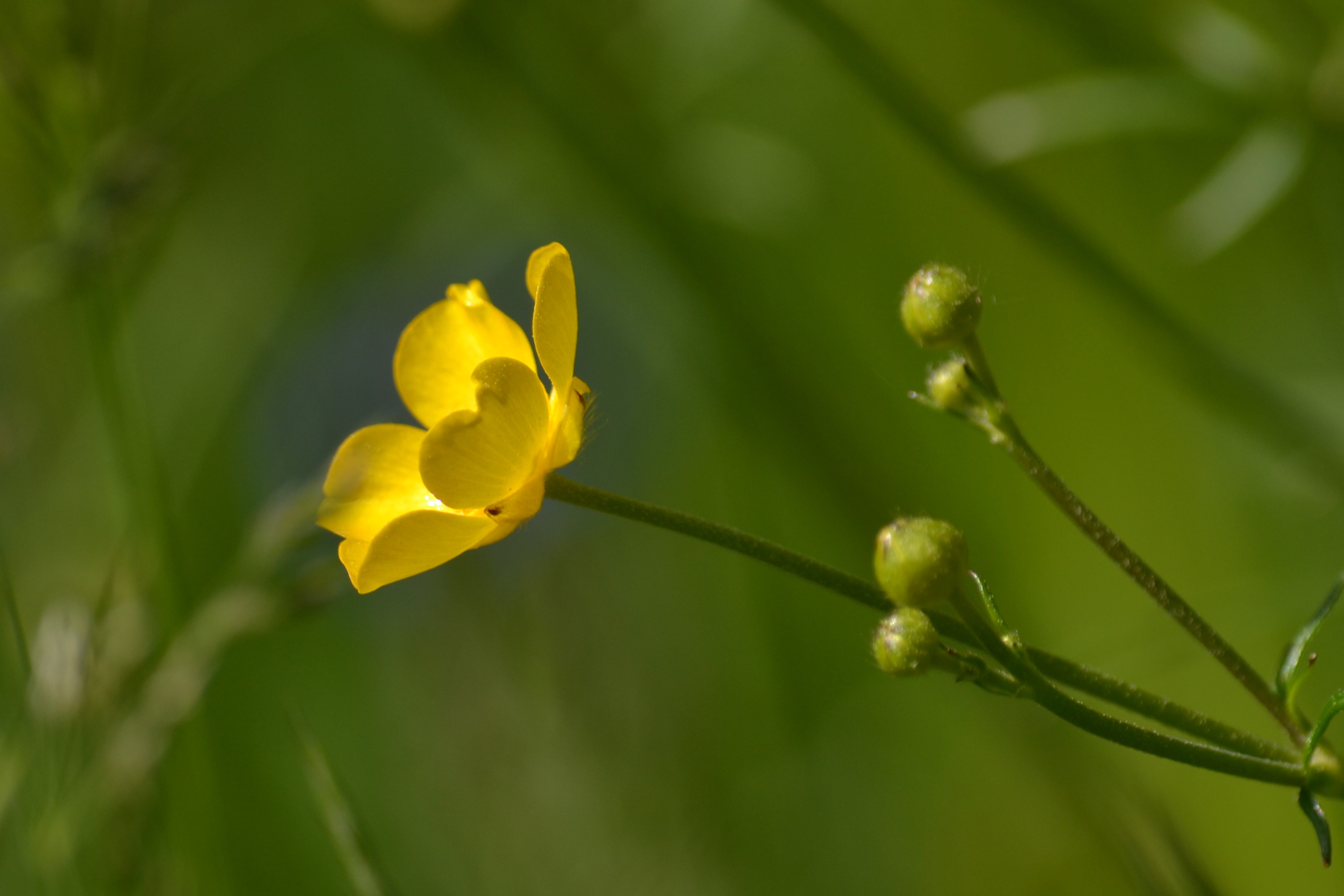 Wirtualny atlas roślin: Jaskier ostry / Ranunculus acris
