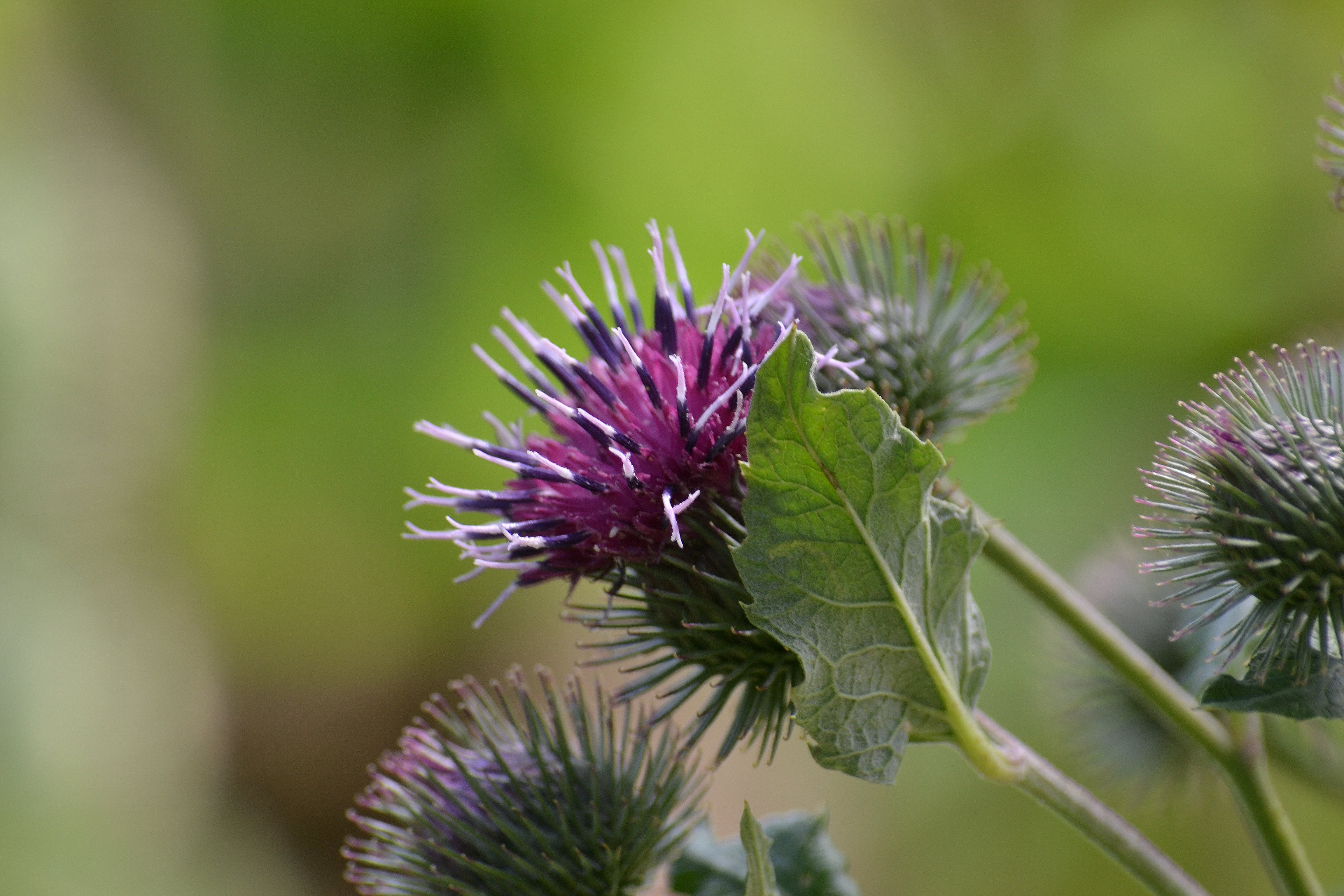 Wirtualny atlas roślin: Łopian większy / Arctium lappa