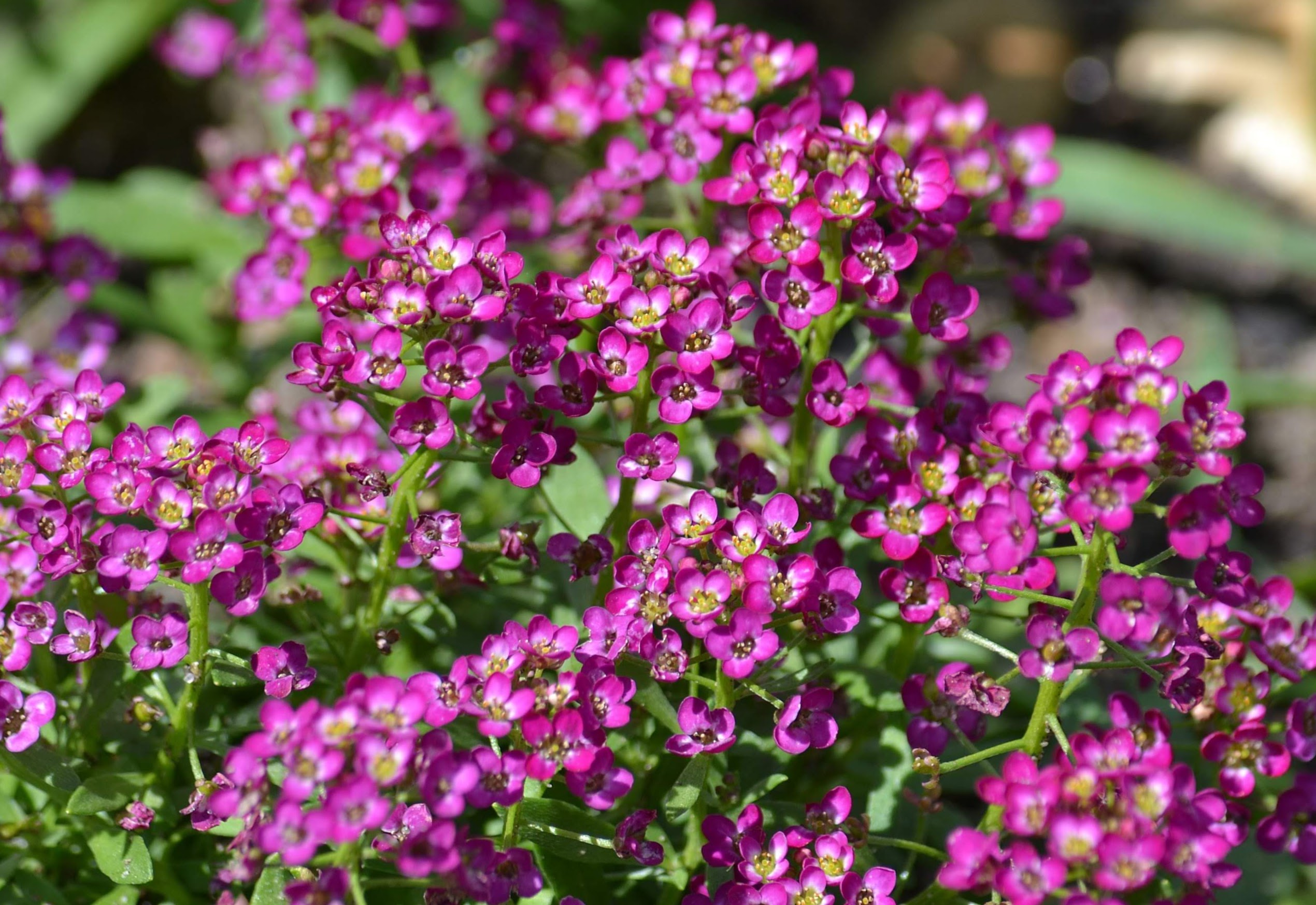 Wirtualny atlas roślin: Lobularia nadmorska / Lobularia maritima