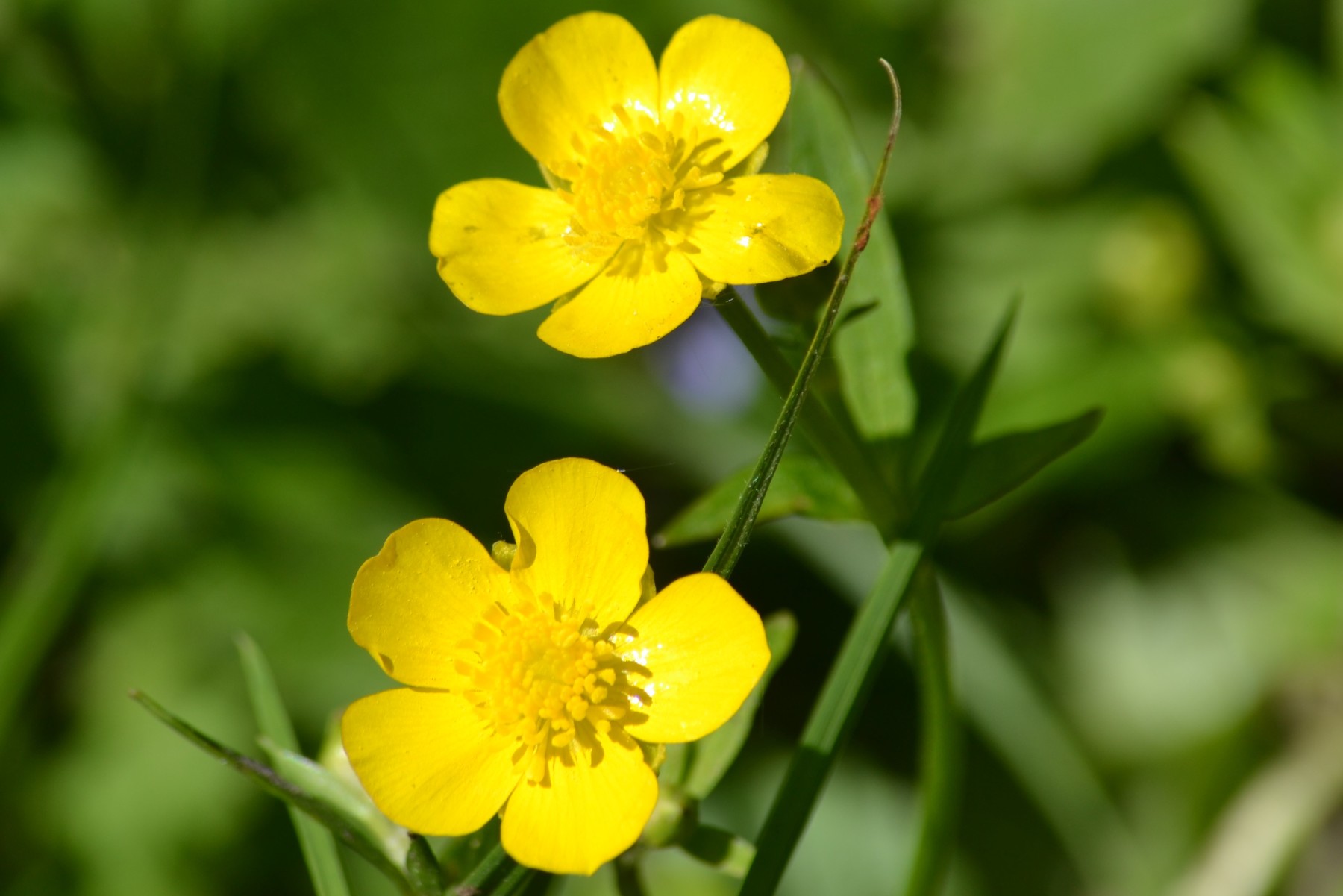 Wirtualny atlas roślin: Jaskier ostry / Ranunculus acris