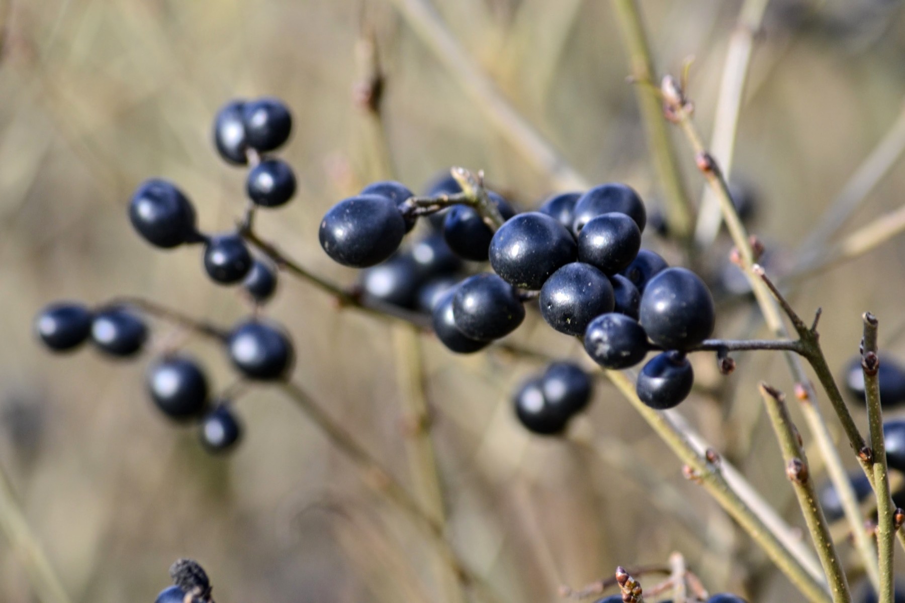 Wirtualny atlas roślin: Ligustr pospolity / Ligustrum vulgare
