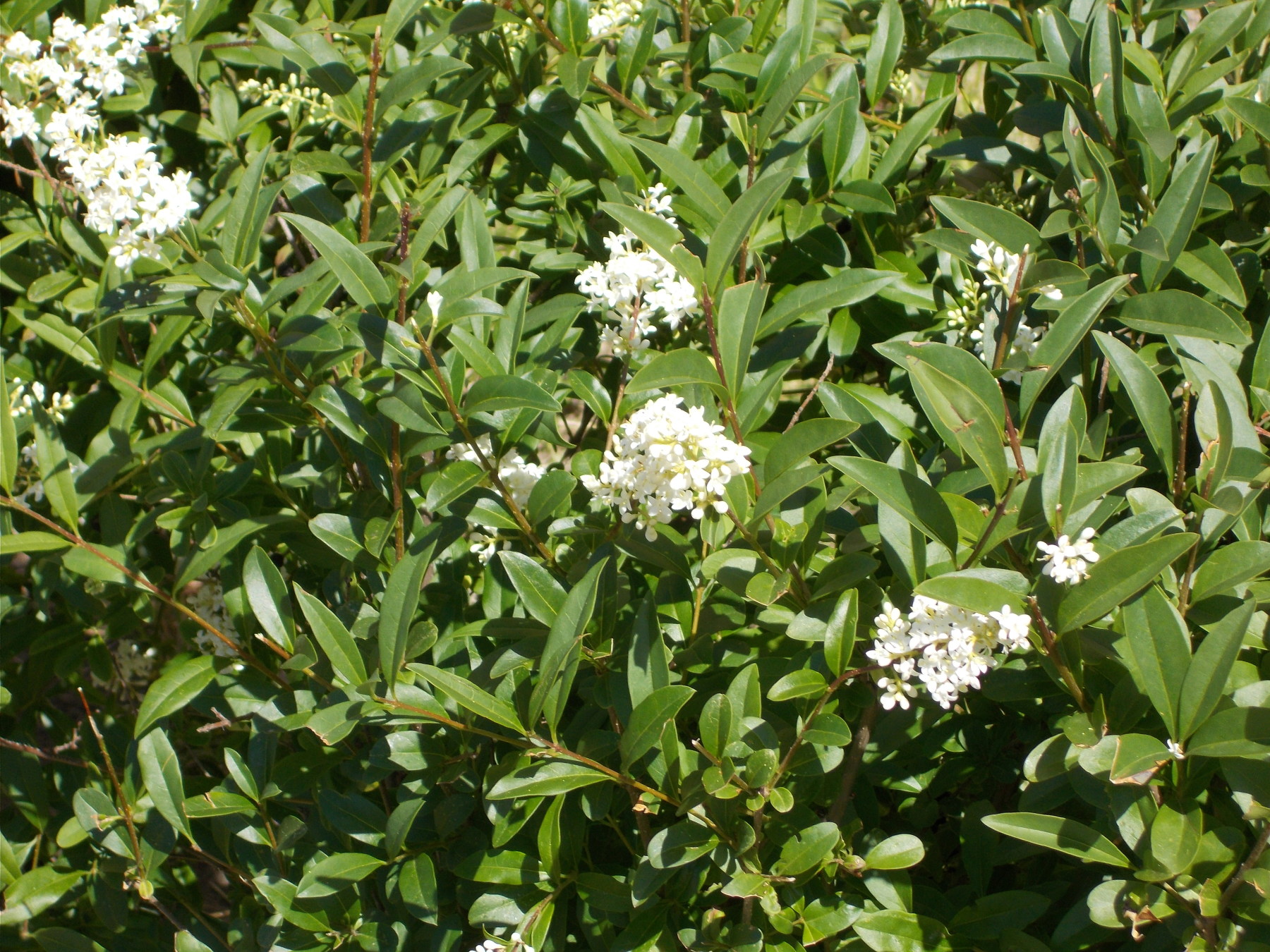 Wirtualny atlas roślin: Ligustr pospolity / Ligustrum vulgare
