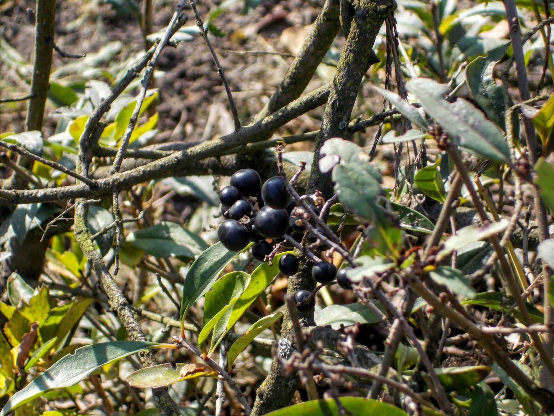 Wirtualny atlas roślin: Ligustr pospolity / Ligustrum vulgare