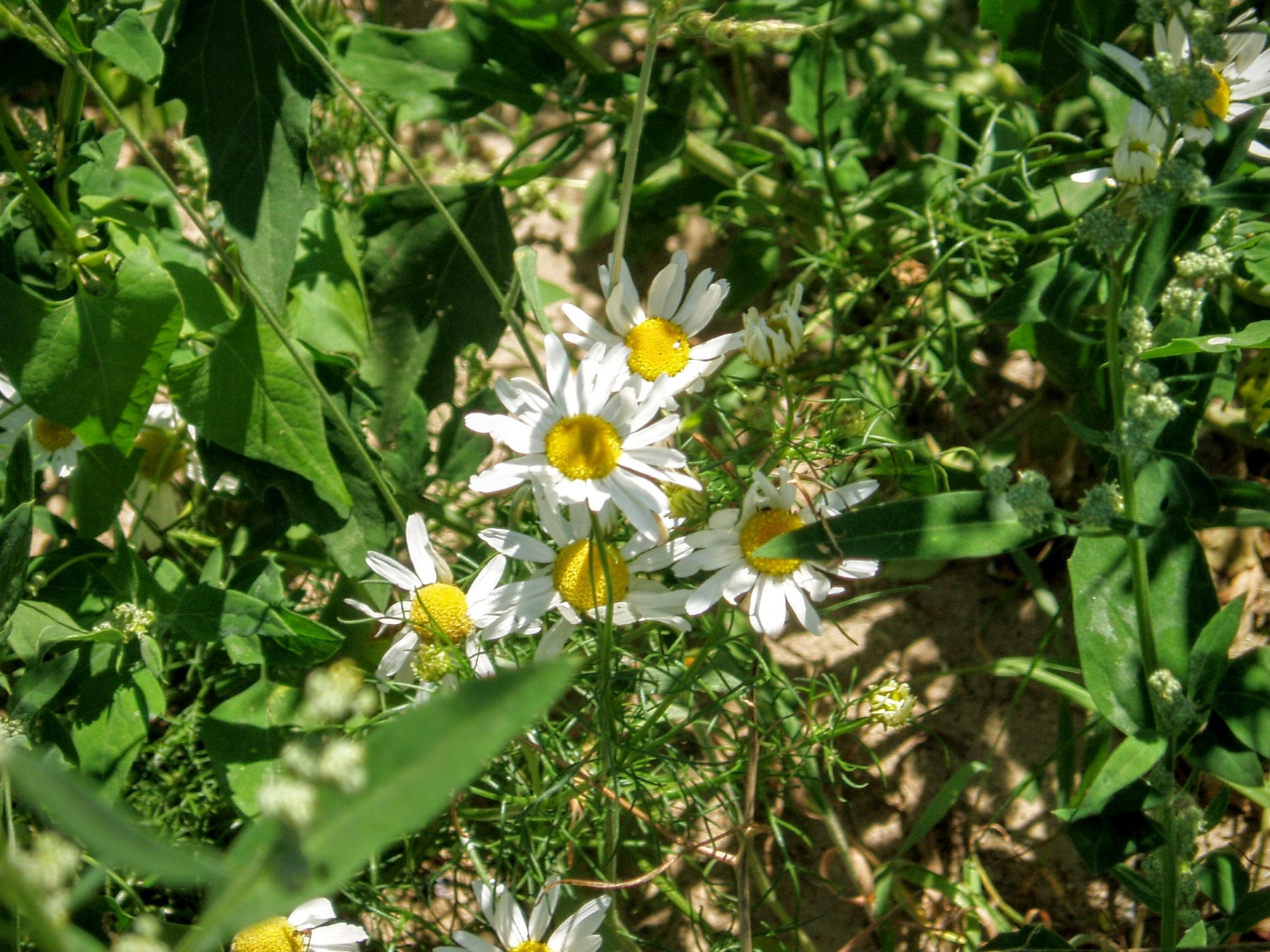 Wirtualny atlas roślin: Rumian polny / Anthemis arvensis