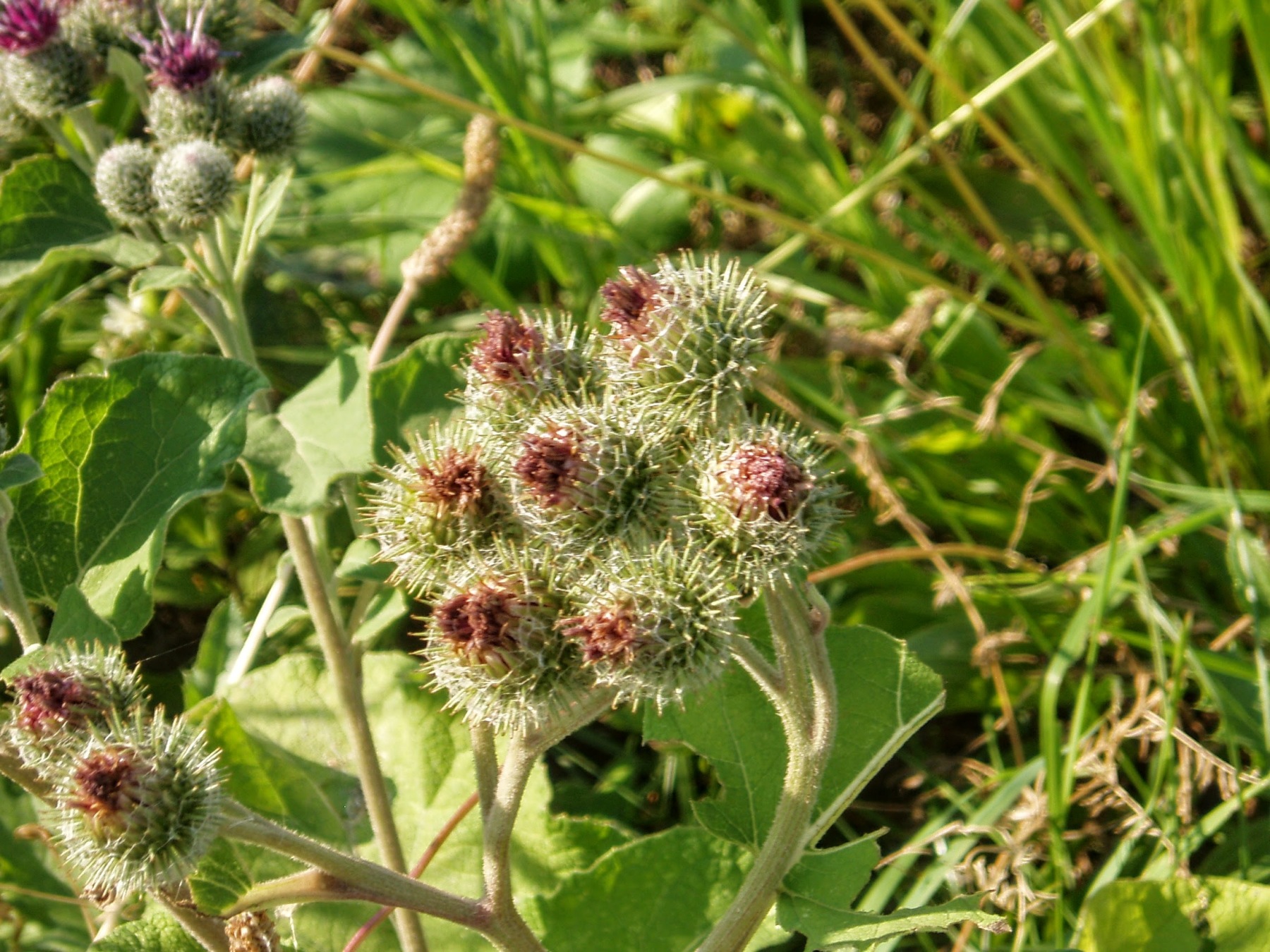 Wirtualny atlas roślin: Łopian pajęczynowaty / Arctium tomentosum
