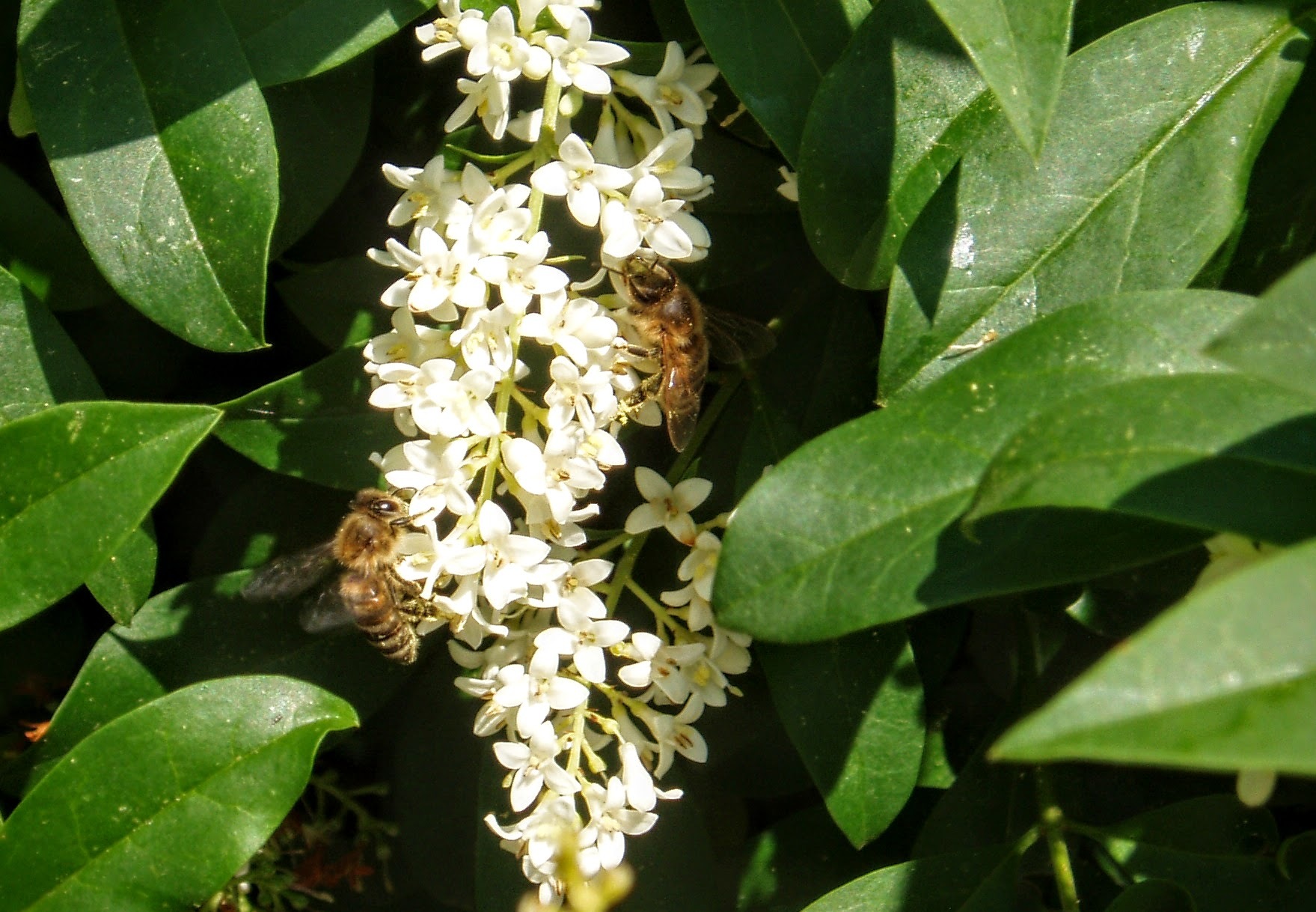 Wirtualny atlas roślin: Ligustr pospolity / Ligustrum vulgare