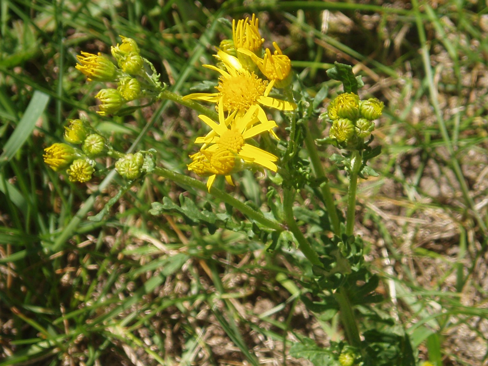 Wirtualny atlas roślin: Starzec jakubek / Jacobaea vulgaris