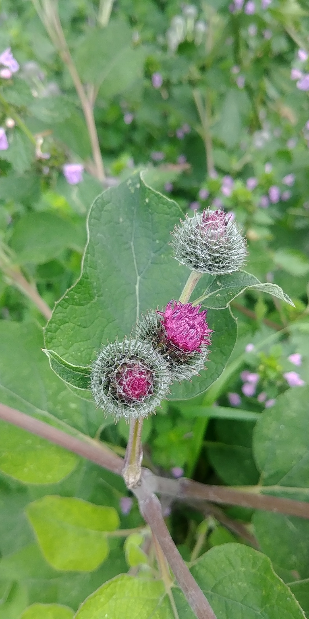 Wirtualny atlas roślin: Łopian pajęczynowaty / Arctium tomentosum
