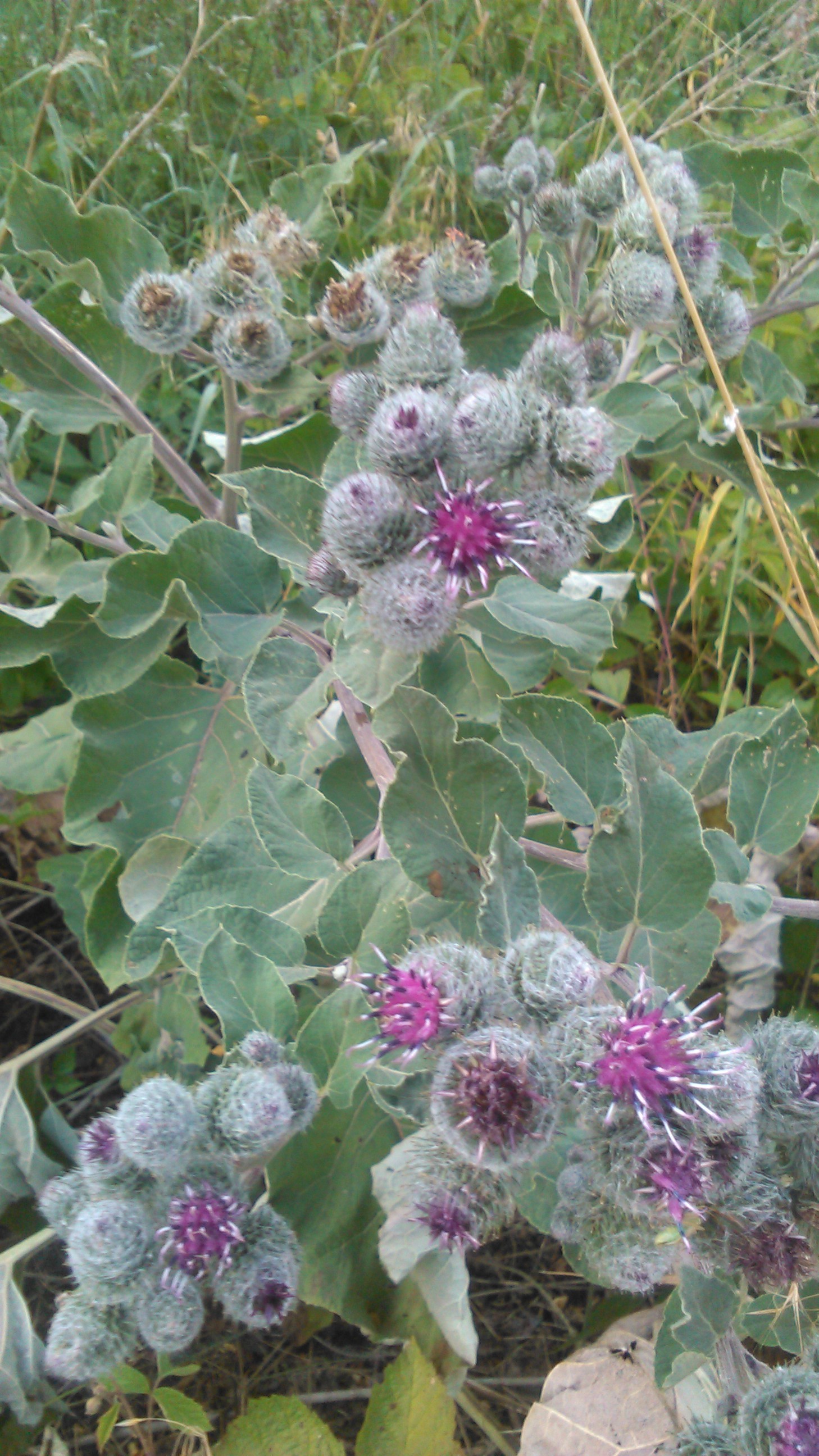 Wirtualny atlas roślin: Łopian pajęczynowaty / Arctium tomentosum