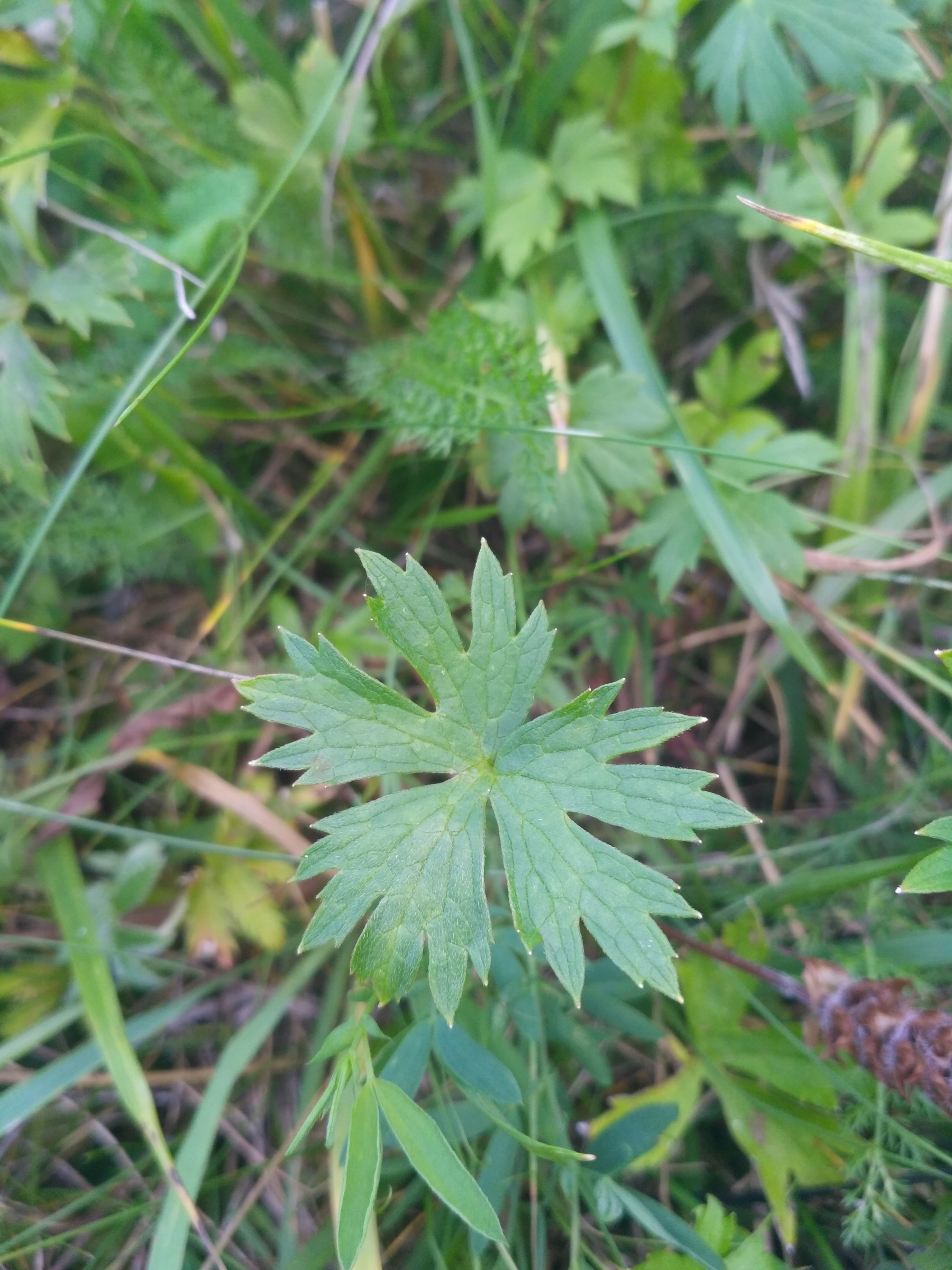 Wirtualny atlas roślin: Jaskier ostry / Ranunculus acris