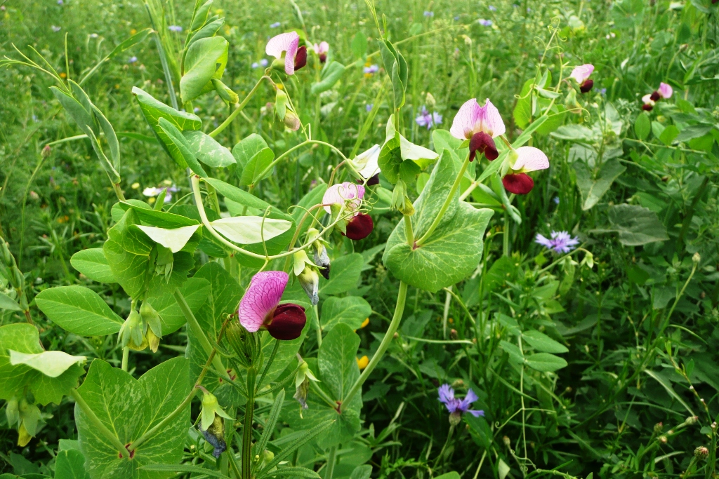 Wirtualny atlas roślin: Groch zwyczajny / Pisum sativum