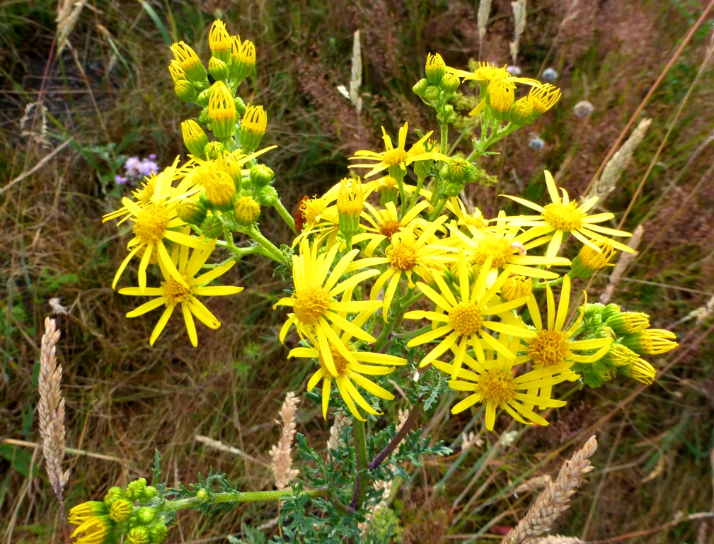 Wirtualny atlas roślin: Starzec jakubek / Jacobaea vulgaris