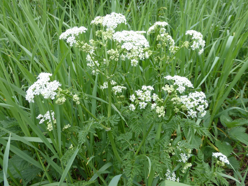 Wirtualny atlas roślin: Trybula leśna / Anthriscus sylvestris