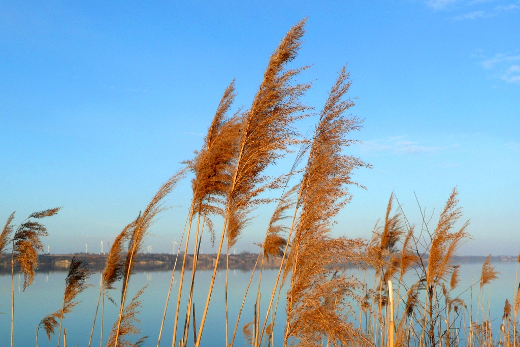 Wirtualny atlas roślin: Trzcina pospolita / Phragmites australis