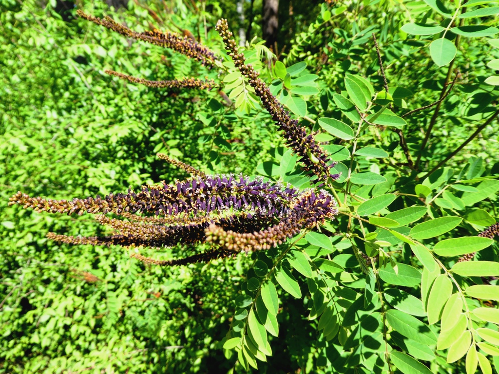 Wirtualny atlas roślin: Amorfa krzewiasta / Amorpha fruticosa