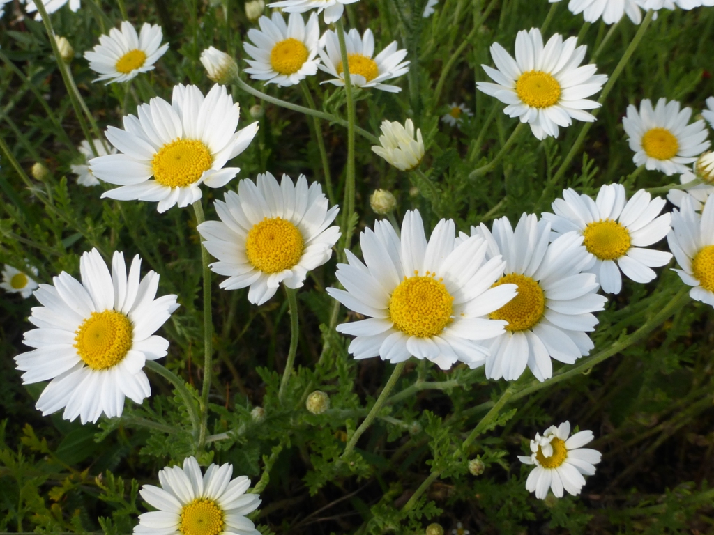 Wirtualny atlas roślin: Rumian polny / Anthemis arvensis