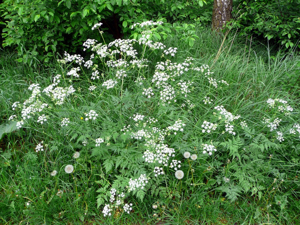 Wirtualny atlas roślin: Trybula leśna / Anthriscus sylvestris