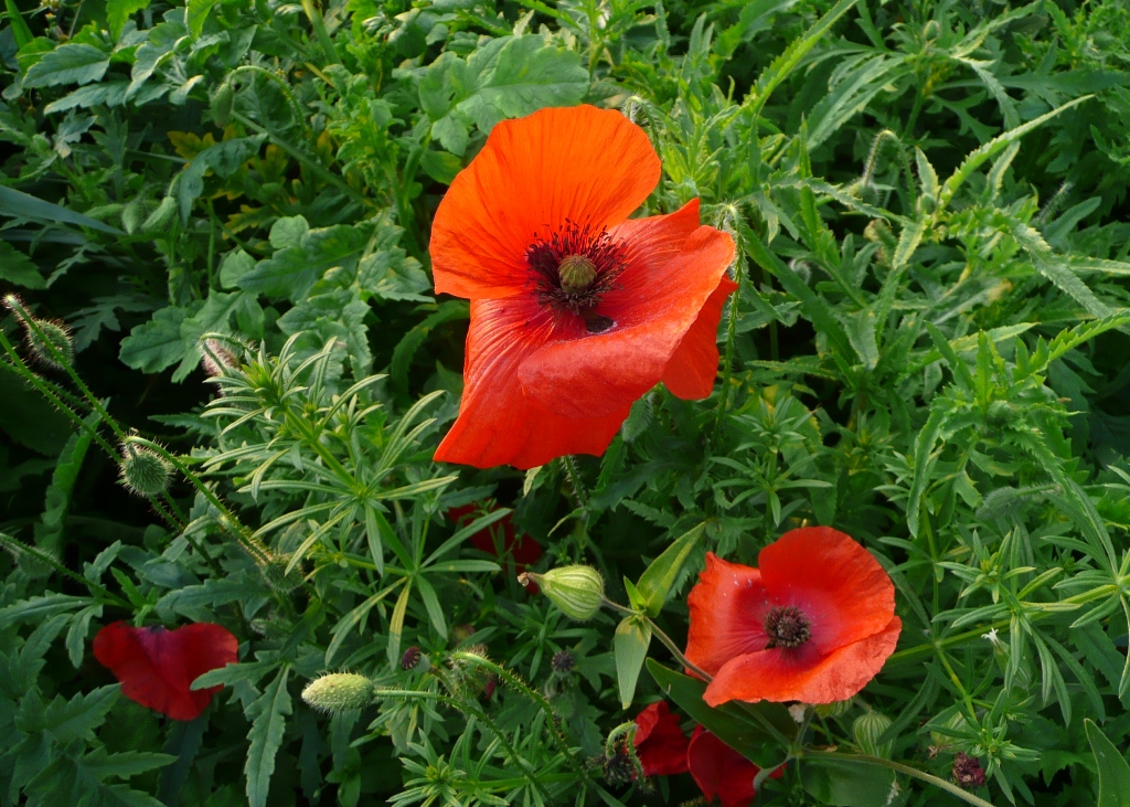 Wirtualny atlas roślin: Mak polny / Papaver rhoeas