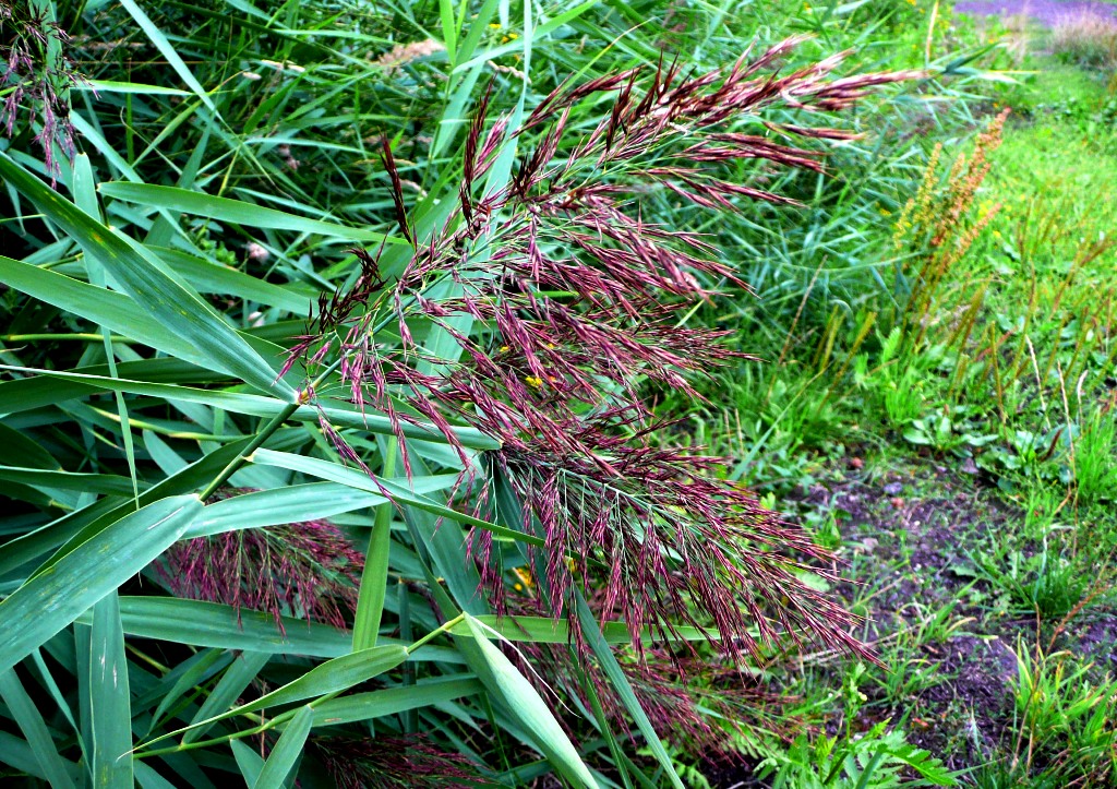 Wirtualny atlas roślin: Trzcina pospolita / Phragmites australis